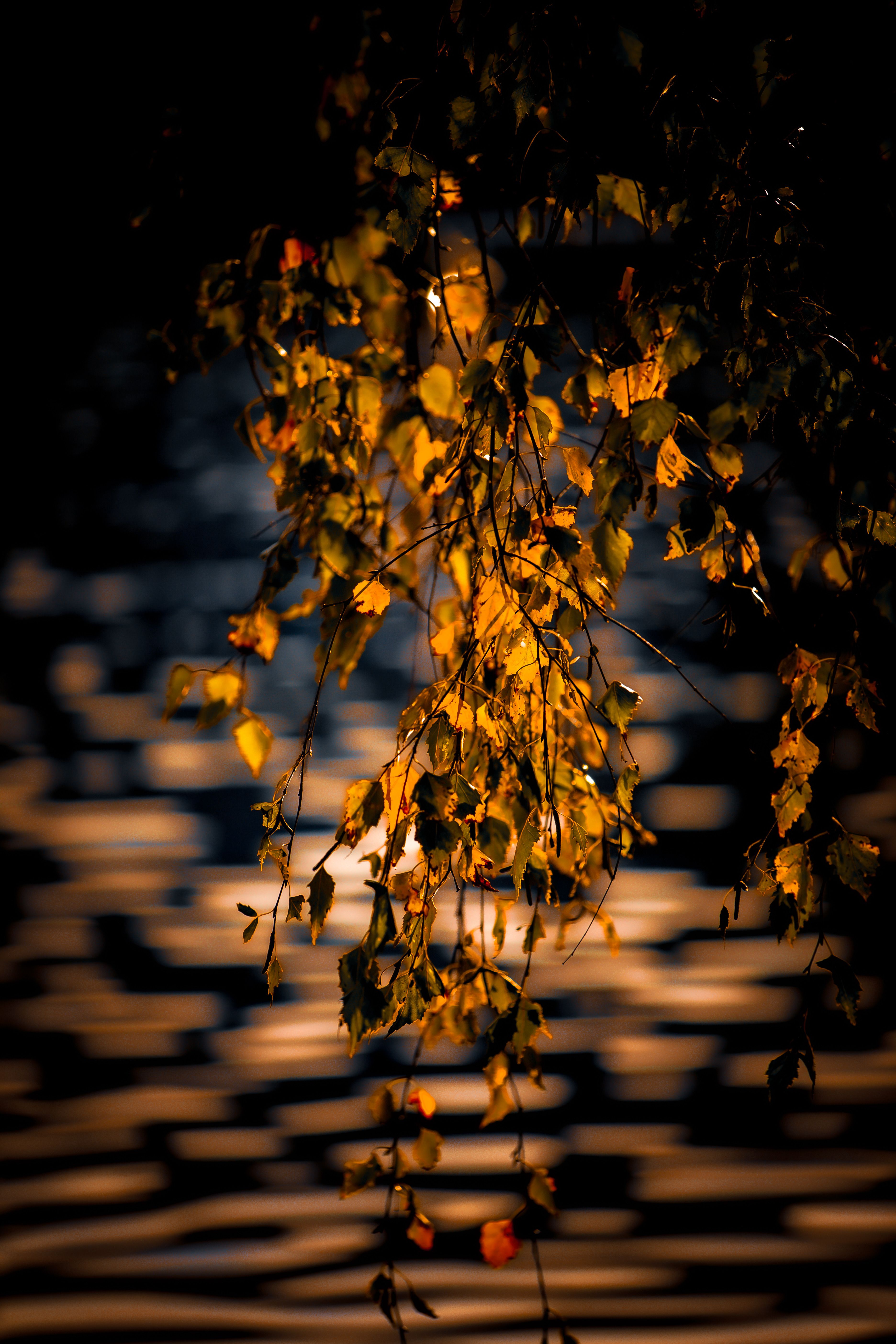 Golden Autumn Leaves with Shadow Patterns · Free Stock Photo