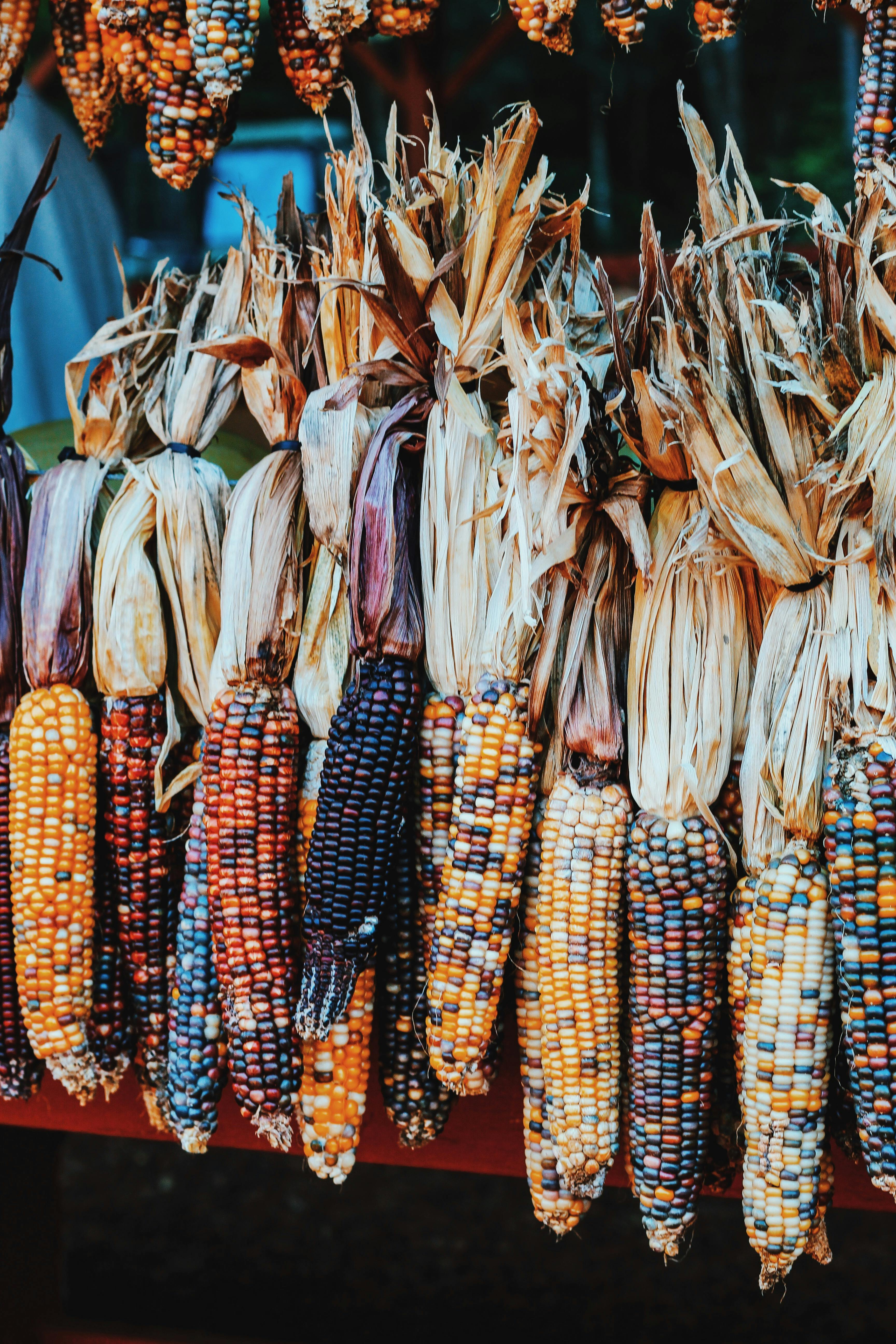 Colorful Harvest: Indian Corn Display for Autumn · Free Stock Photo