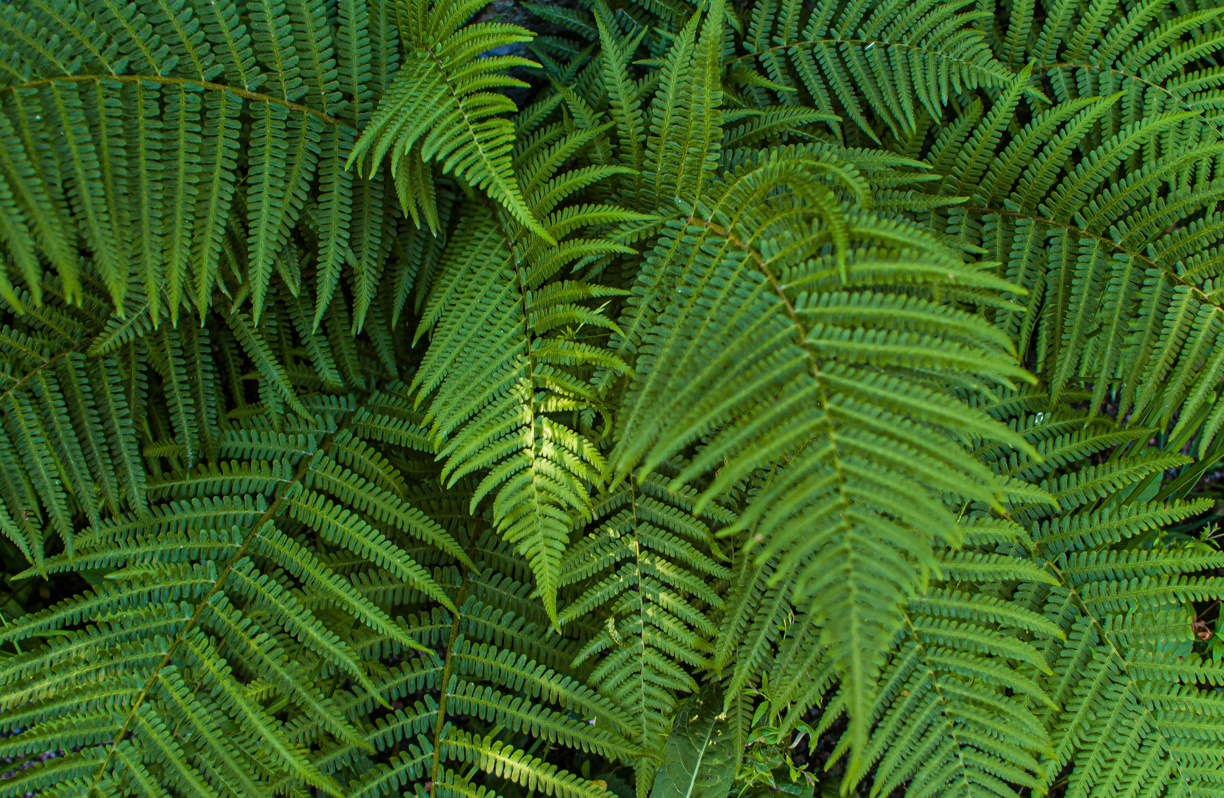 Green Boston Fern · Free Stock Photo