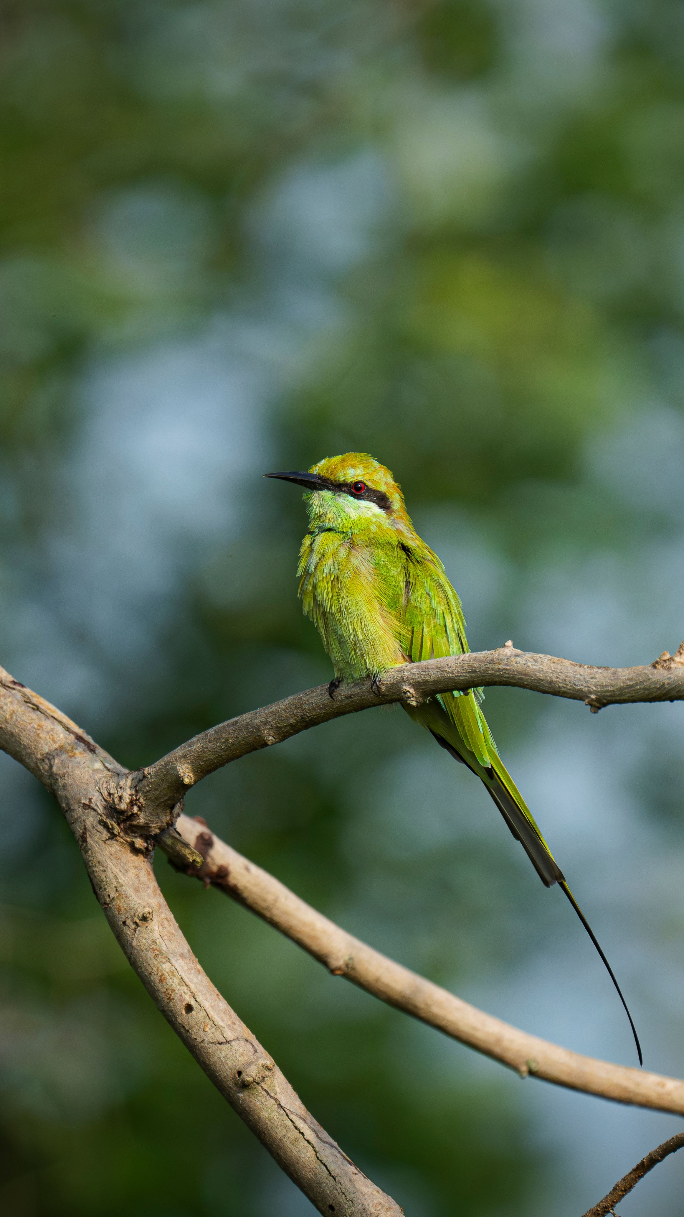 Three Long-beaked Small Birds Perched on Brown Tree Branch · Free Stock ...