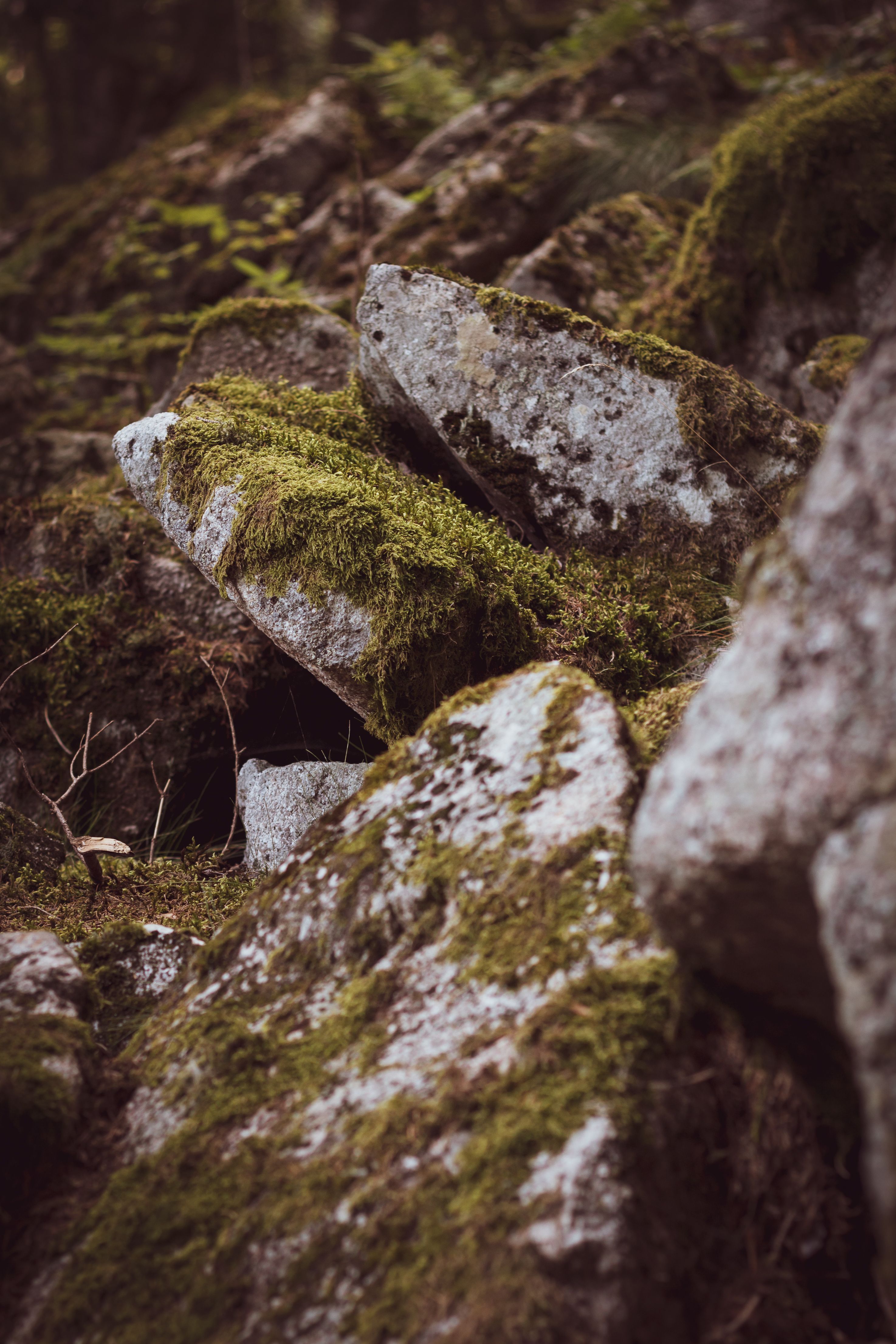 Moss-Covered Rocks in Grand Est Forest · Free Stock Photo