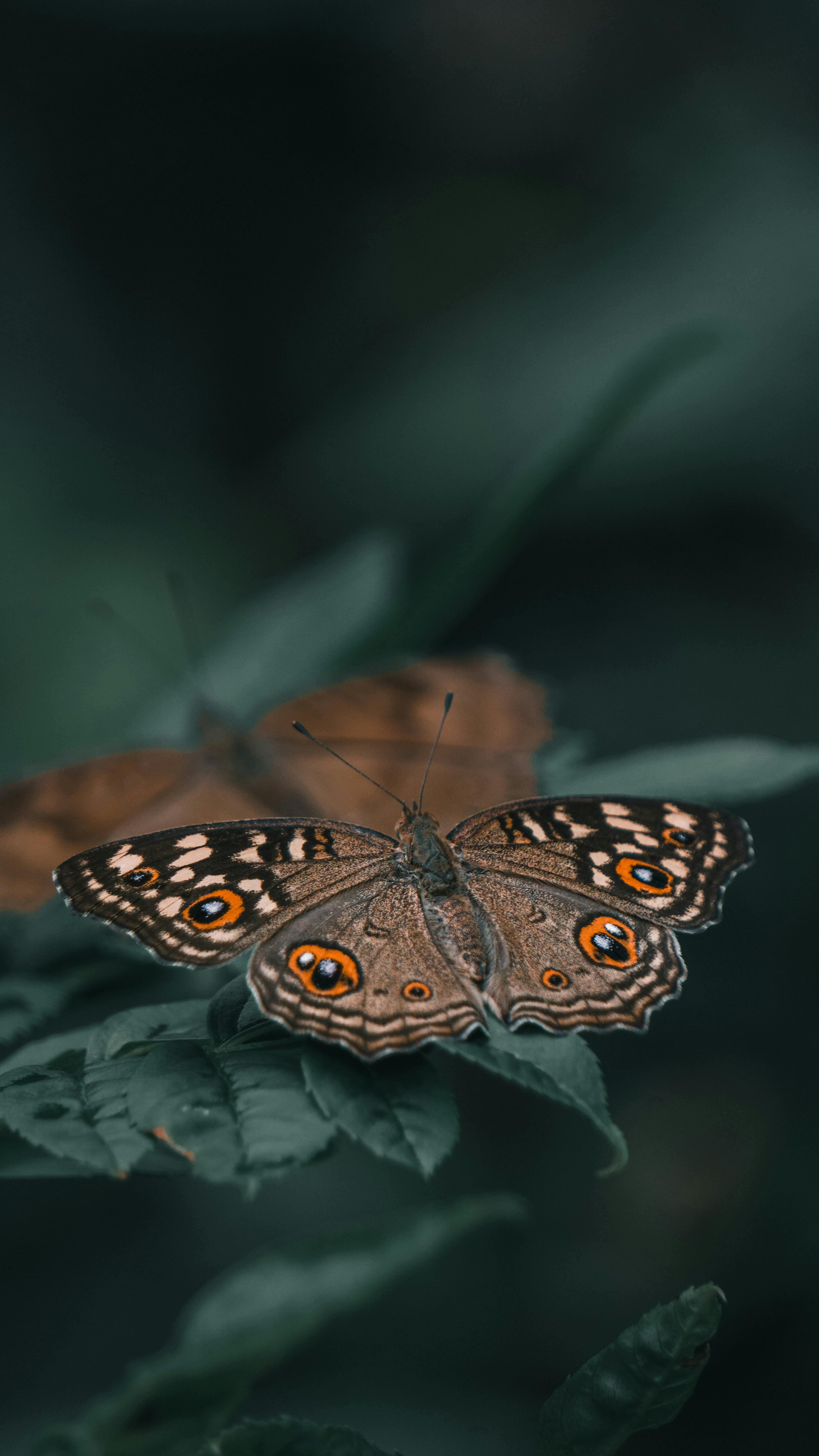 Flutter Sovellus Photos, Download The BEST Free Flutter Sovellus Stock ...