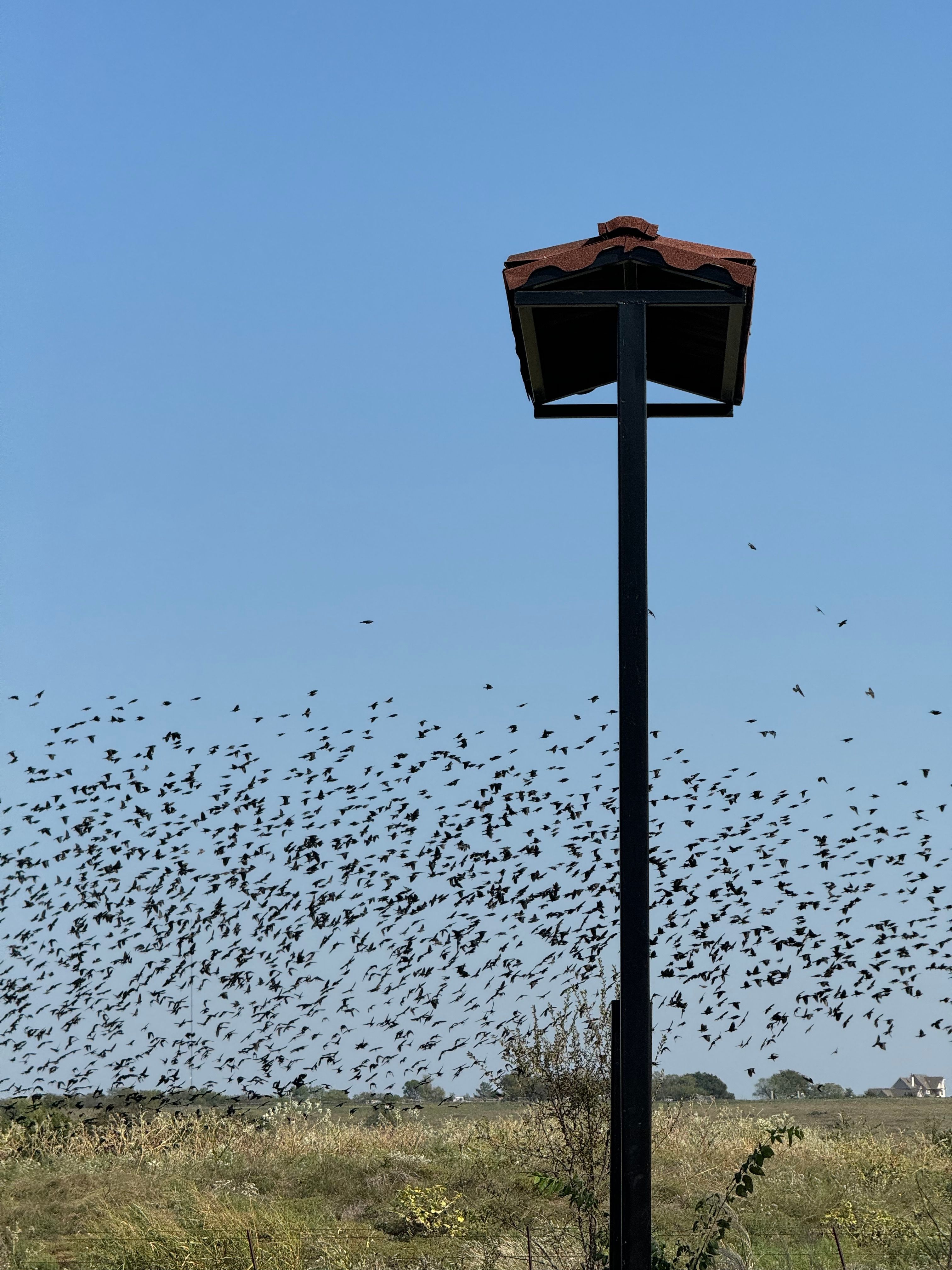 Flock of Birds Around a Streetlight in Open Field · Free Stock Photo