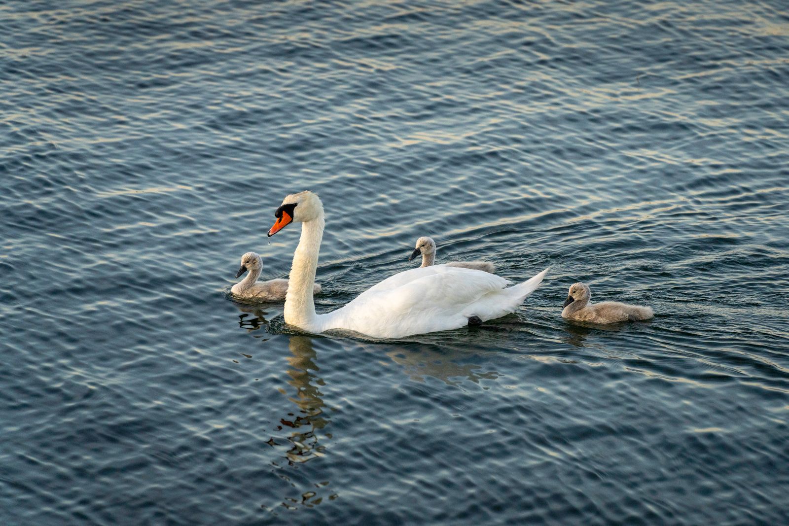 Swans With Cygnets Photos, Download The BEST Free Swans With Cygnets ...