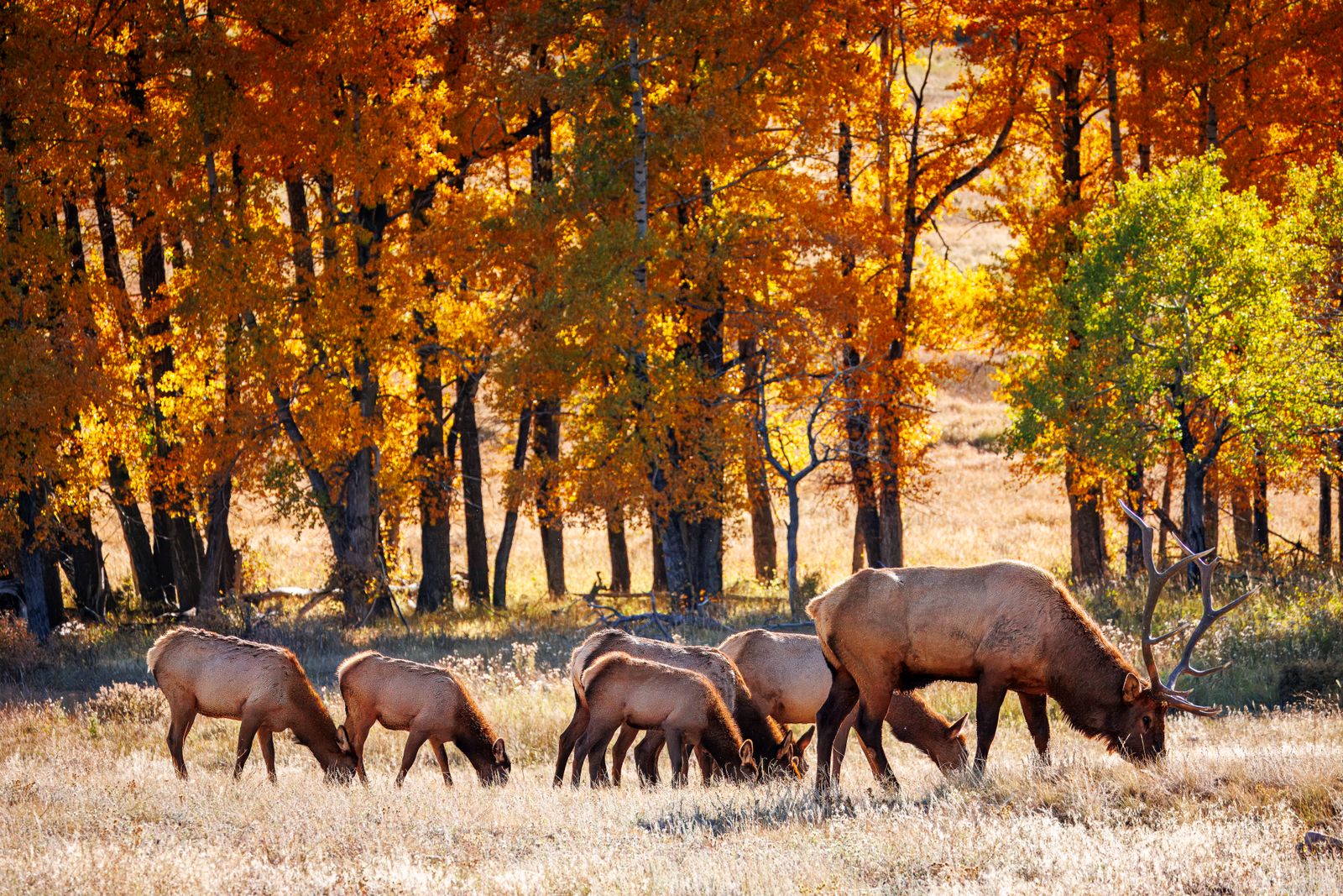 Elk Photos, Download The BEST Free Elk Stock Photos & HD Images