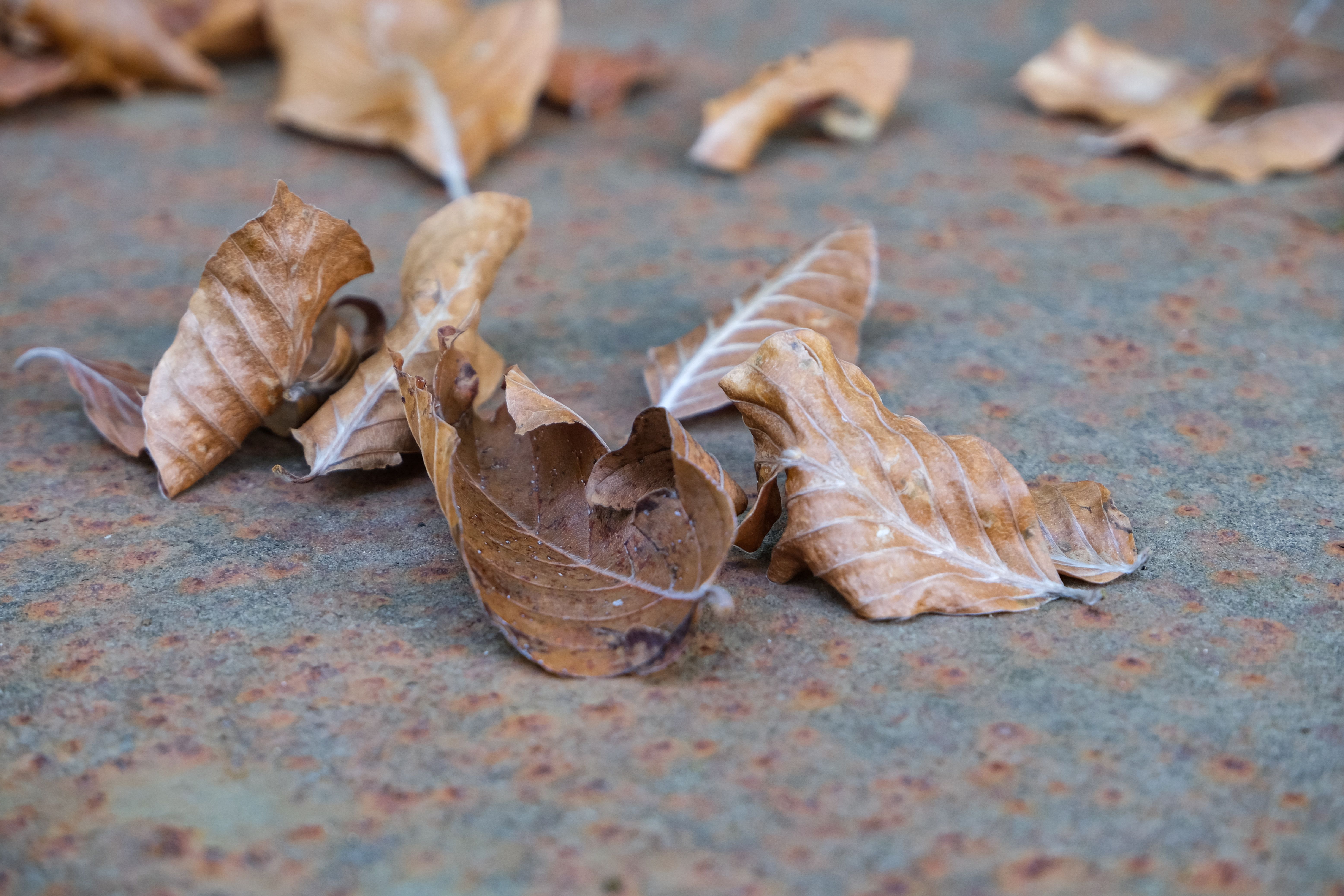 Crisp Autumn Leaves on a Rustic Surface · Free Stock Photo