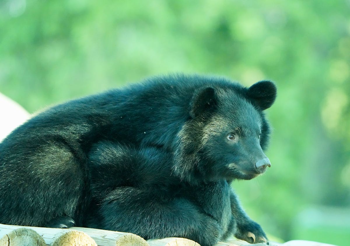 Black Bear Photos, Download The BEST Free Black Bear Stock Photos & HD ...