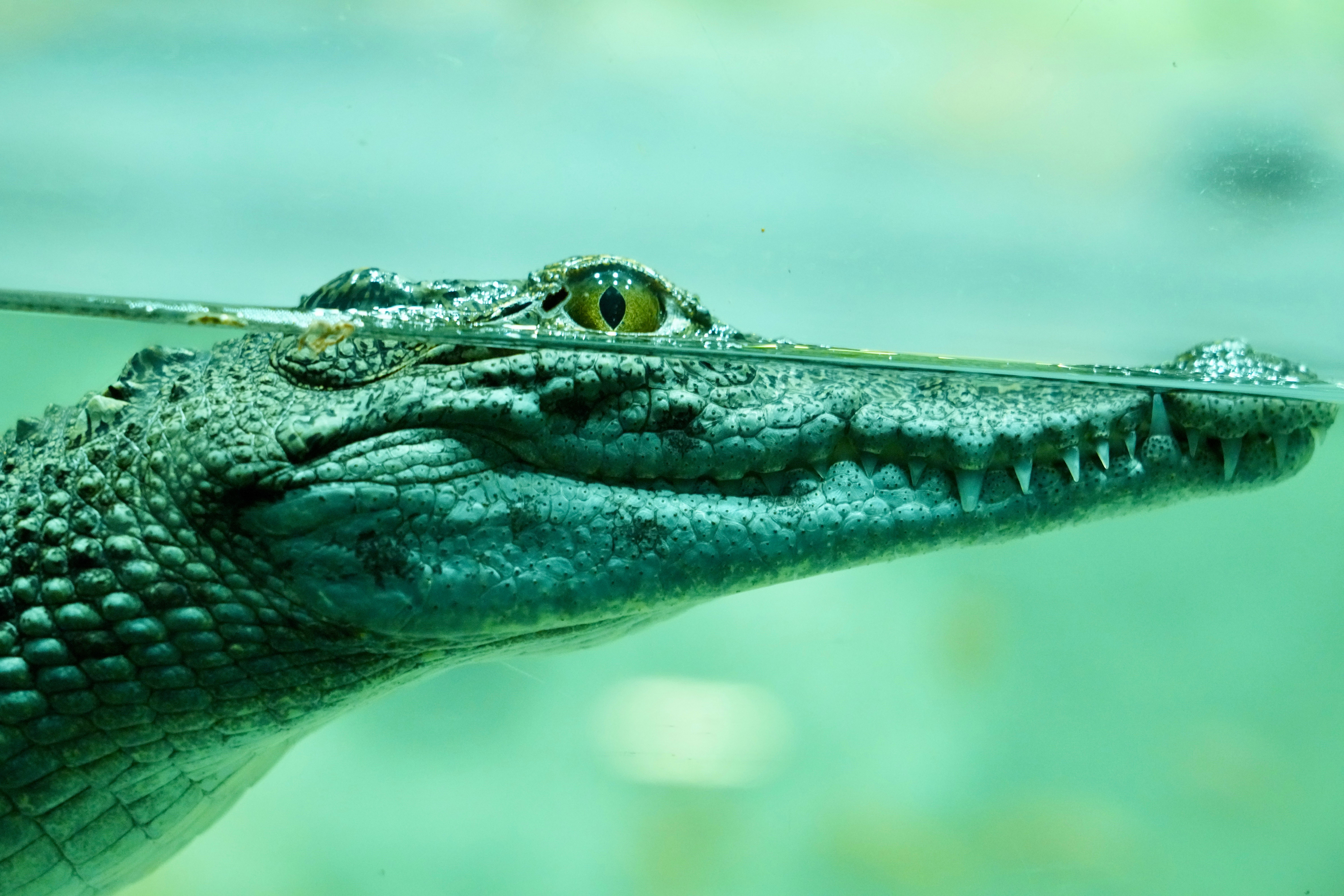 Close-up of Crocodile Underwater Profile View · Free Stock Photo