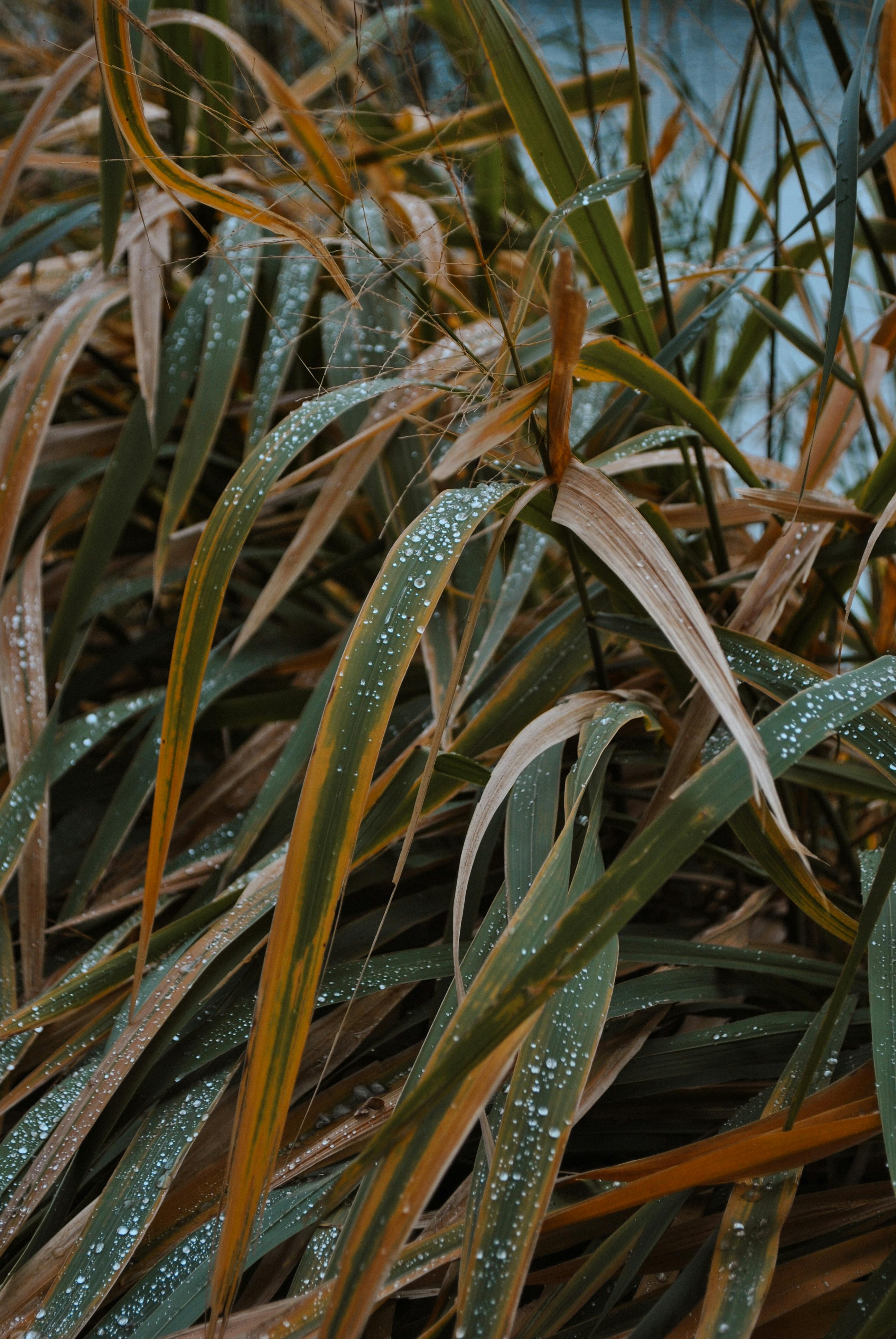Natural Dew-Drenched Grass Blades Close-Up · Free Stock Photo