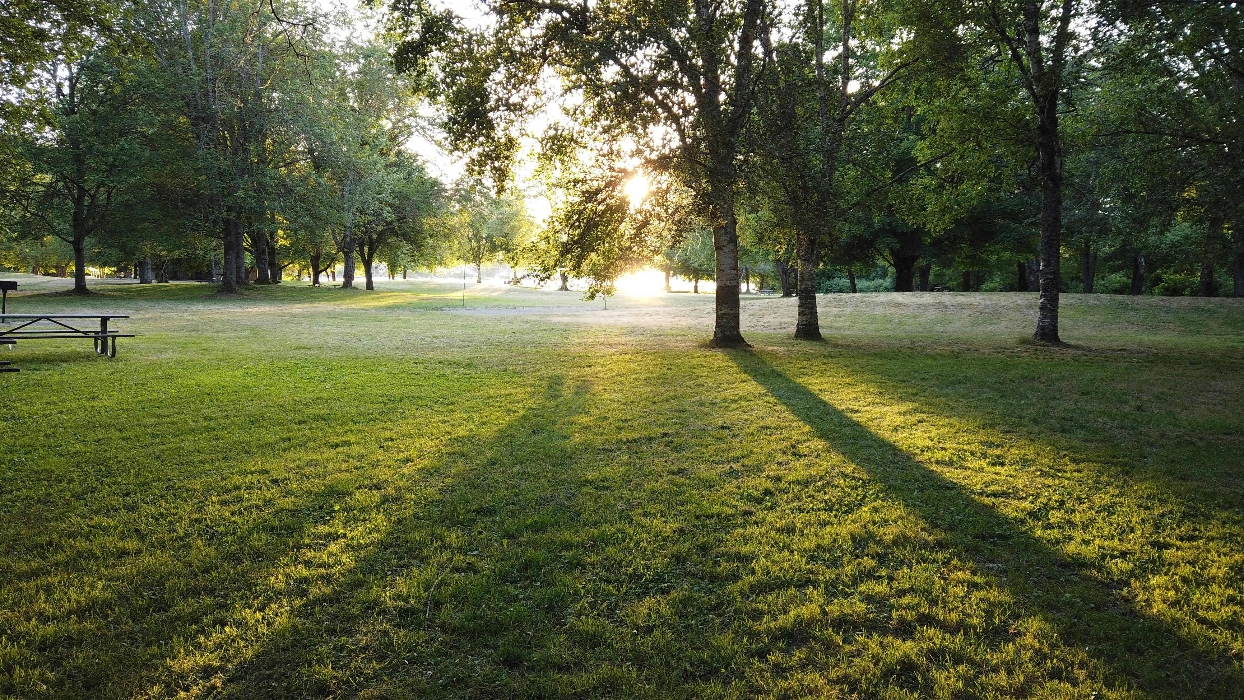 Photo of Trees During Daytime · Free Stock Photo