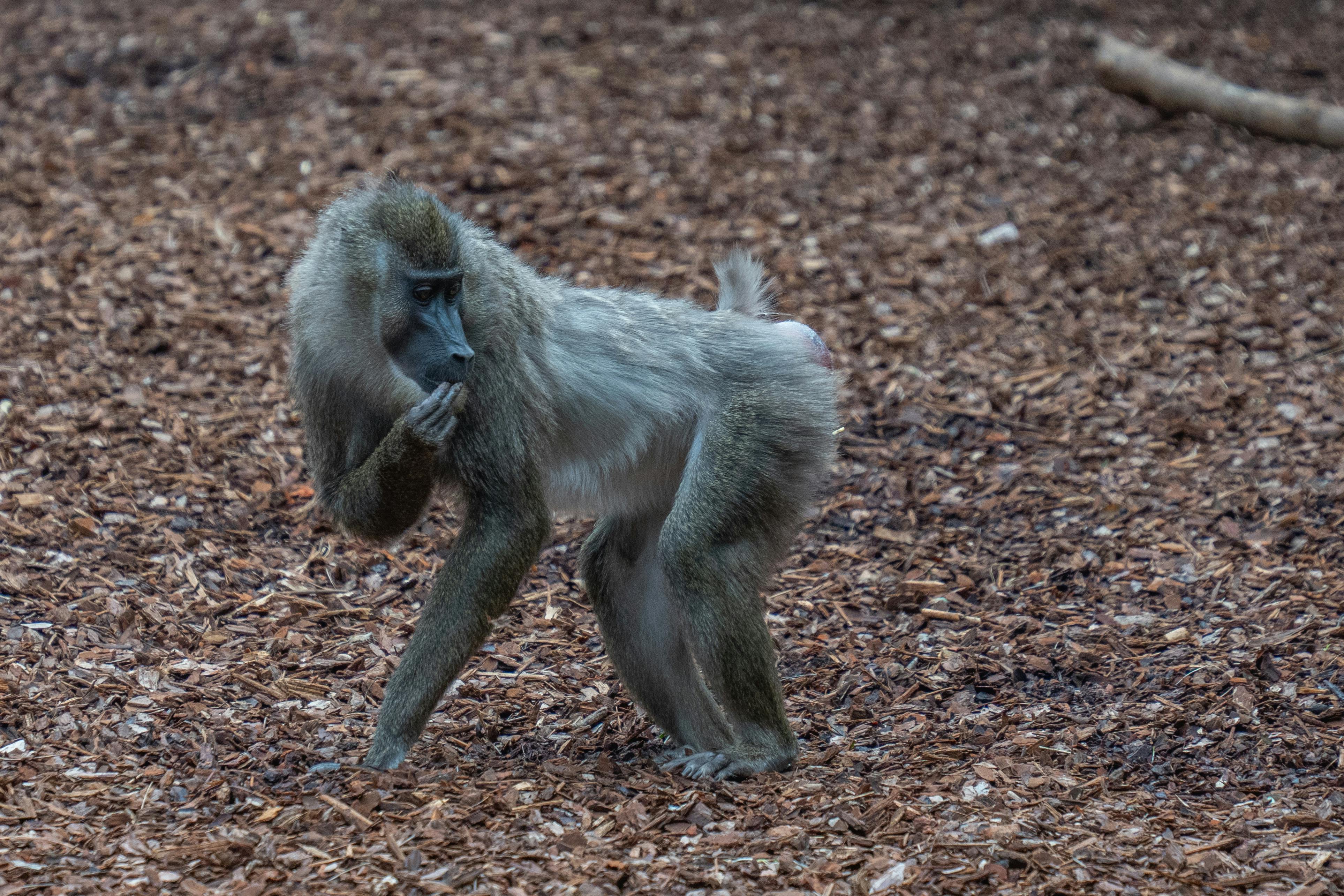 Baboon in Natural Habitat on Leafy Ground · Free Stock Photo