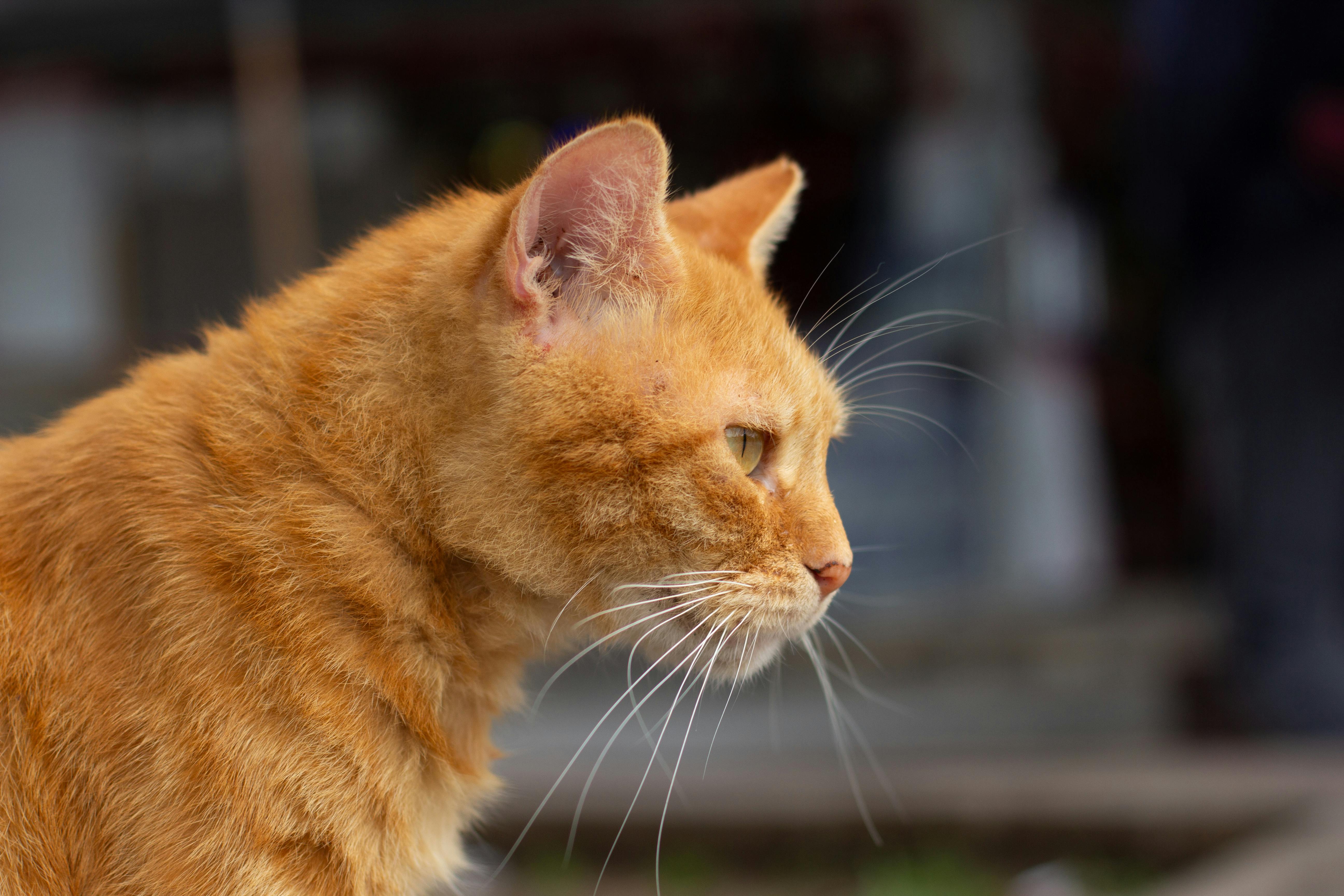 Profile Animated Photos, Download The BEST Free Profile Animated Stock ...