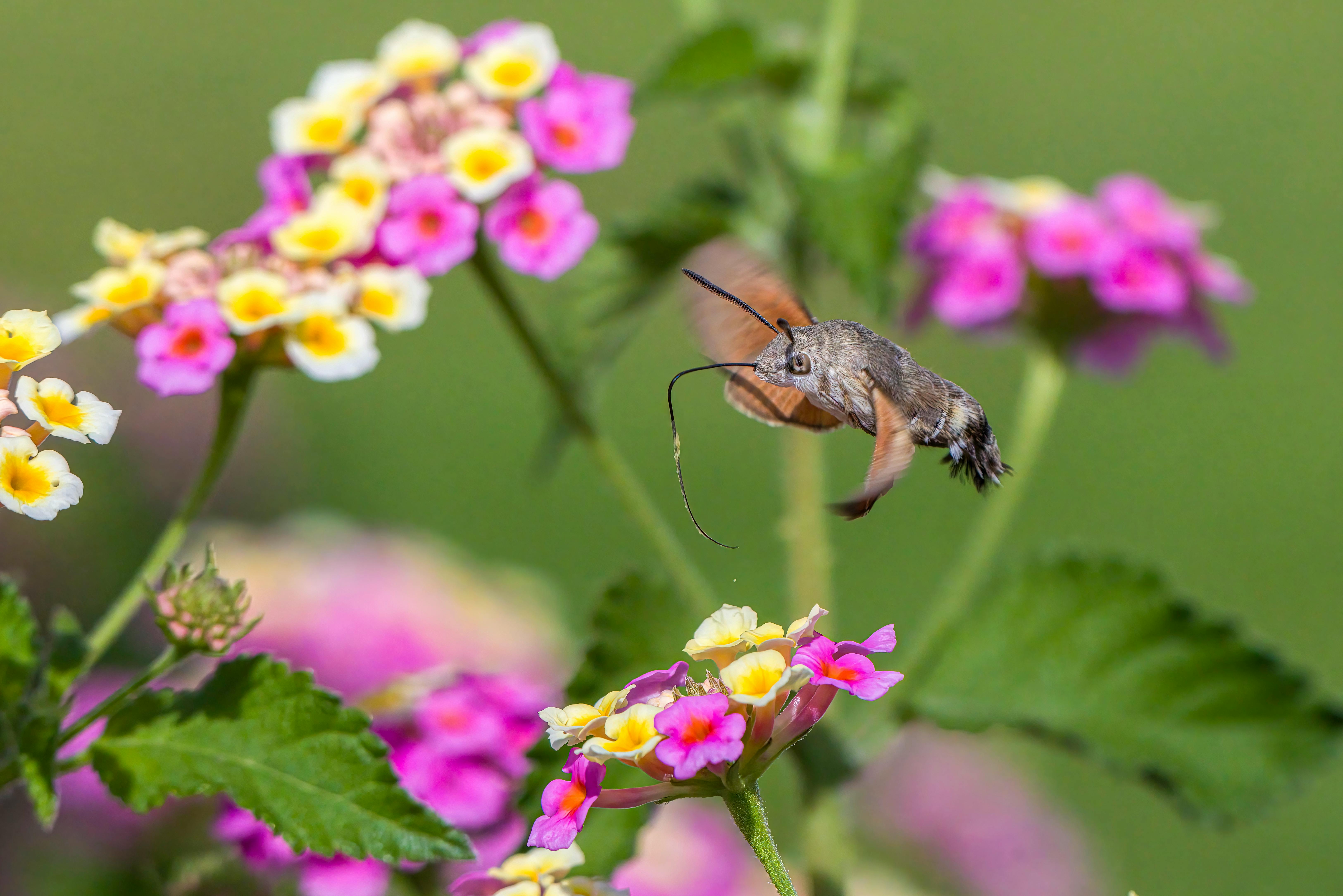 Hummingbird Hawk-Moth Hovering by Lantana Flowers · Free Stock Photo