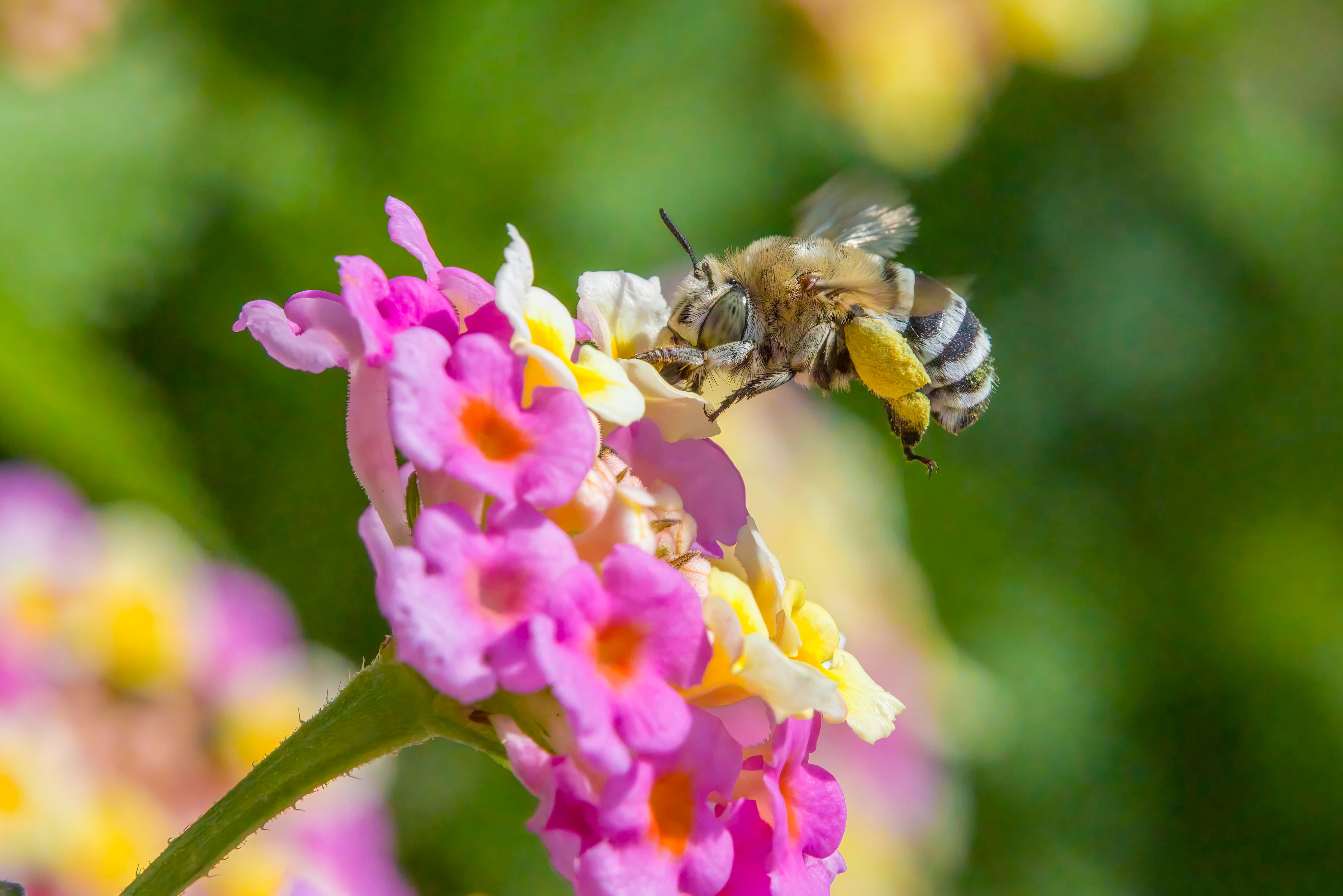 Amegilla Calceifera Bee on Vibrant Flower · Free Stock Photo