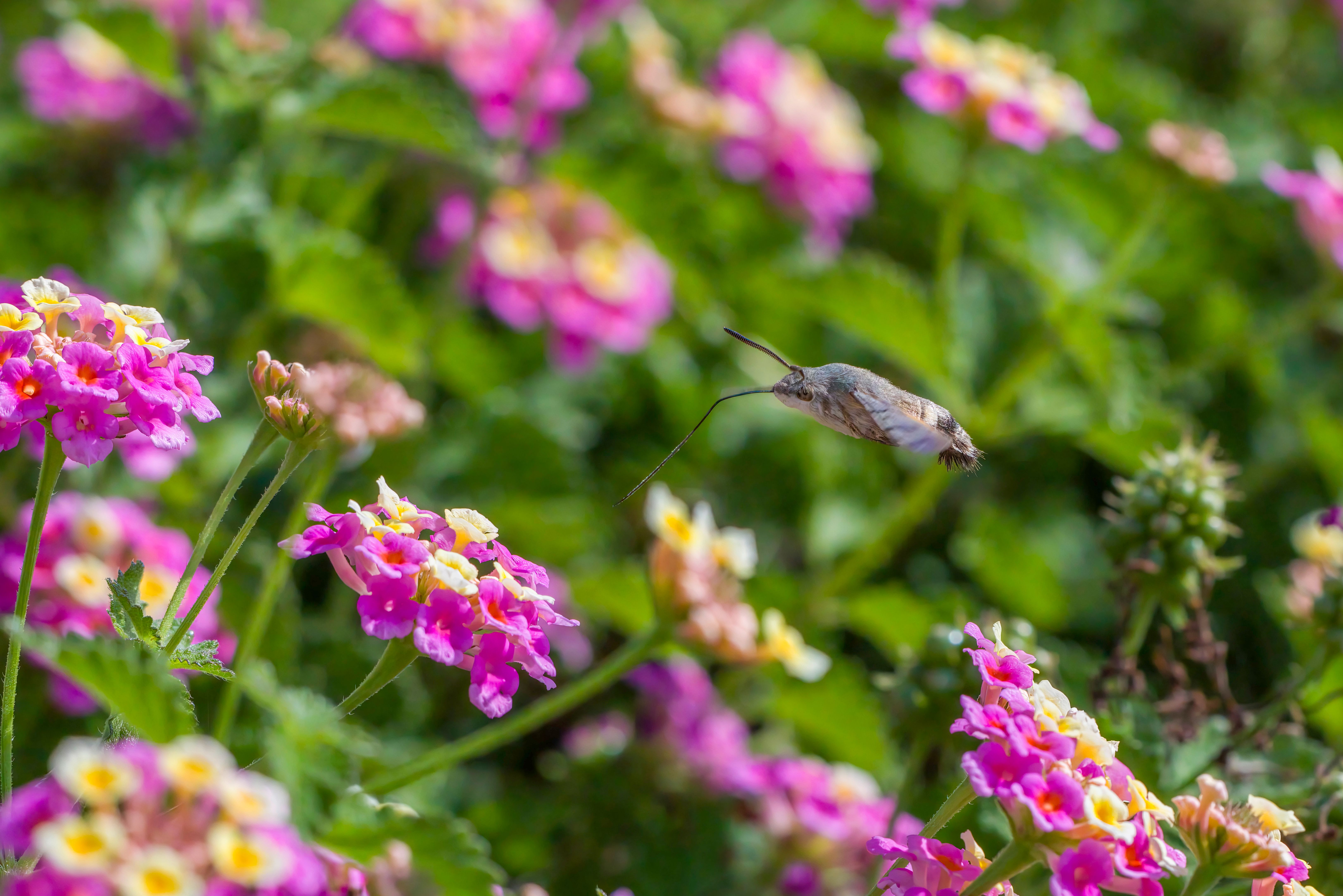 Hummingbird Hawk-Moth Hovering over Vibrant Lantana Flowers · Free ...