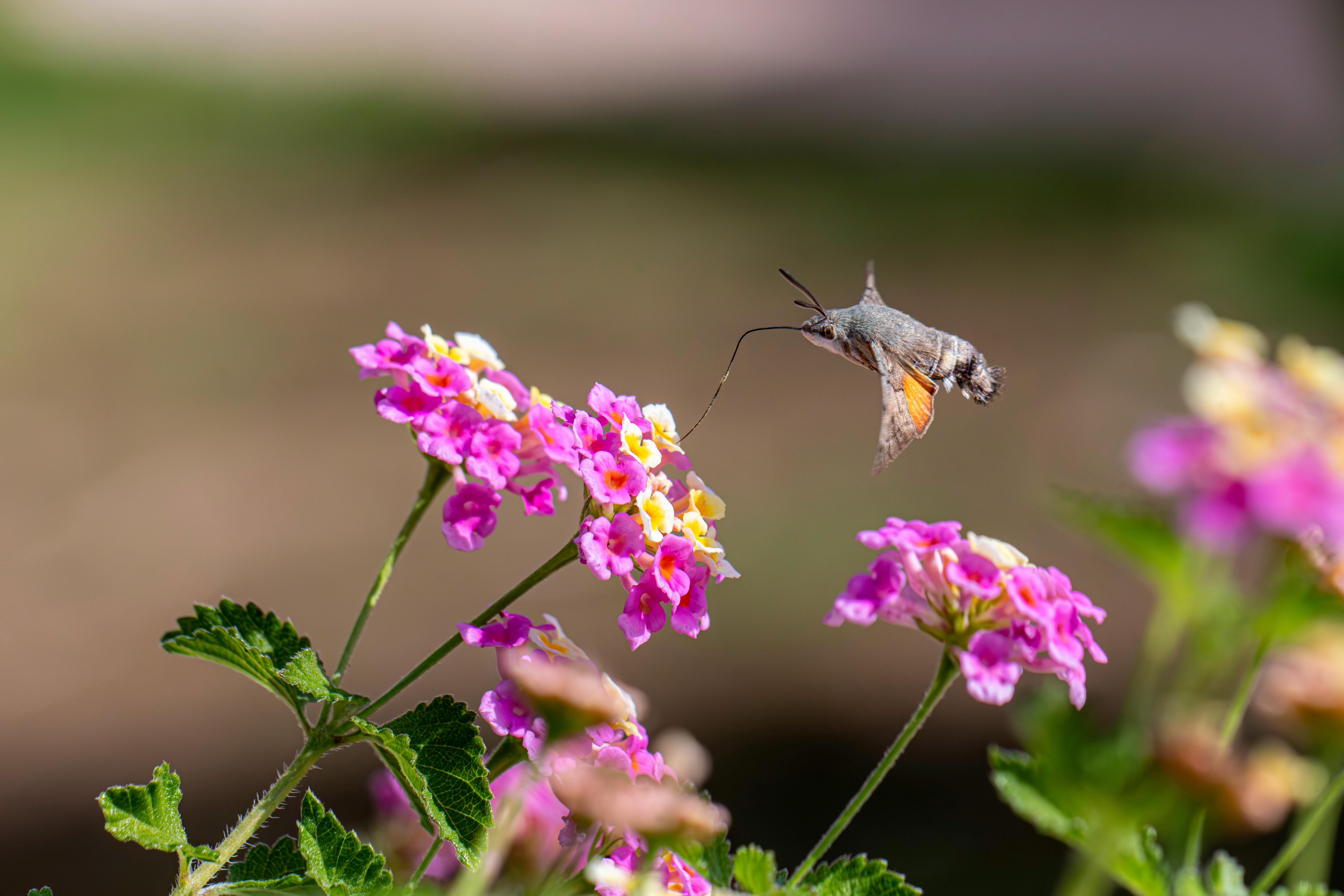Hummingbird Hawk Moth Hovering Near Lantana Flowers · Free Stock Photo