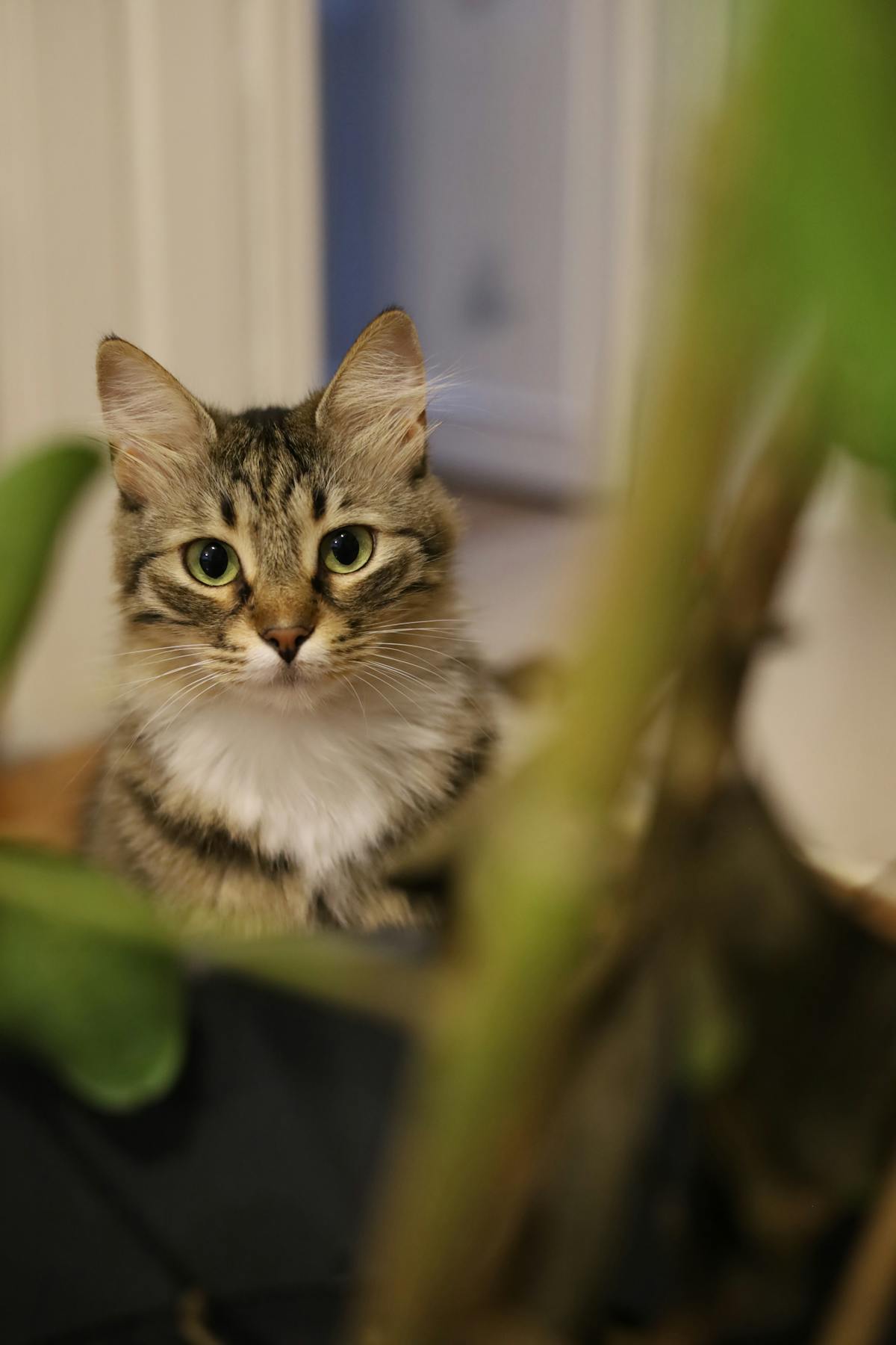 Cat Image Photos, Download The BEST Free Cat Image Stock Photos & HD Images