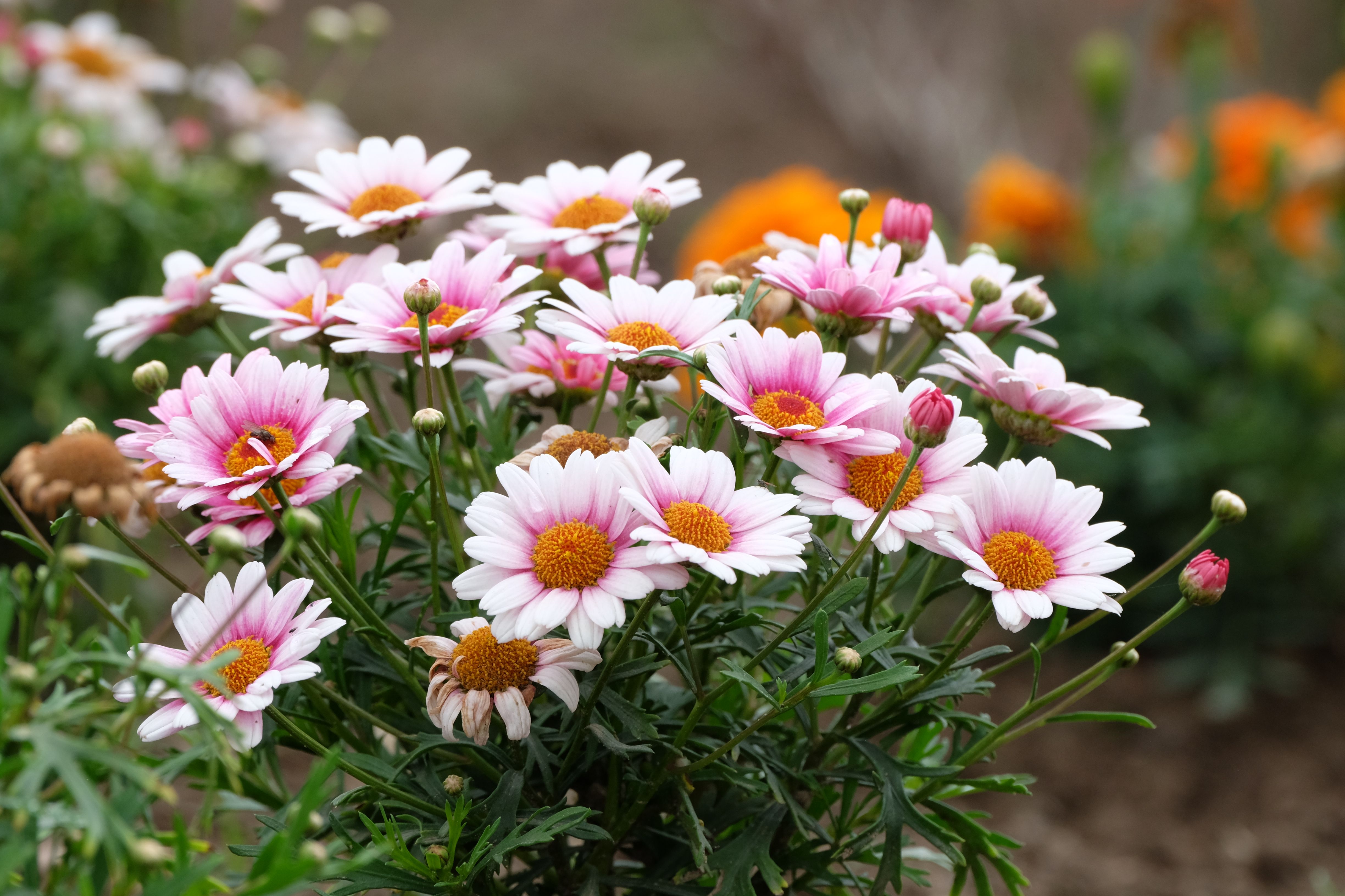 Hermosas Margaritas Rosas Y Blancas En Flor · Foto de stock gratuita