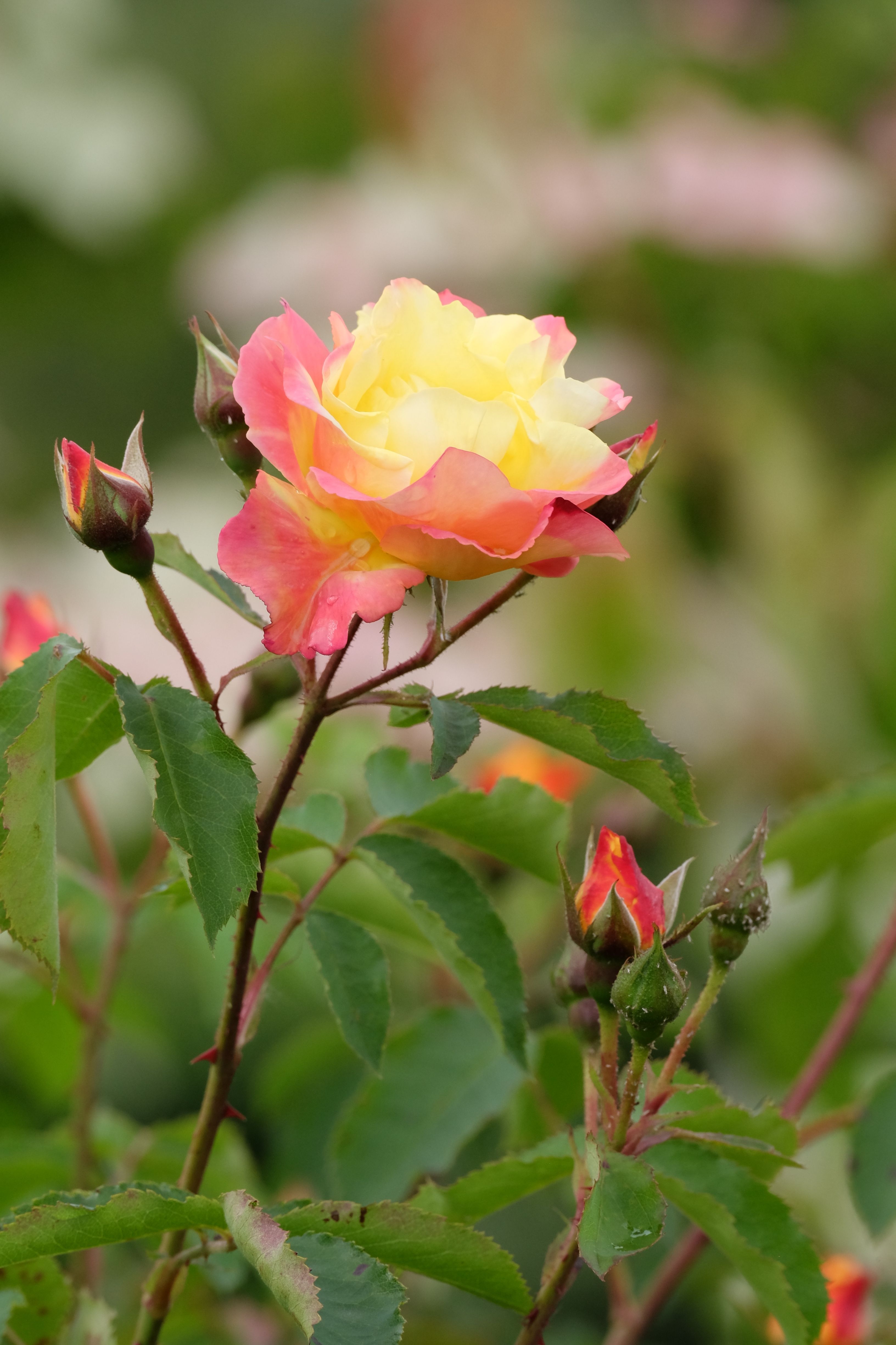 Mawar Double Delight Berwarna Pink Dan Kuning Cerah Sedang Mekar · Foto ...