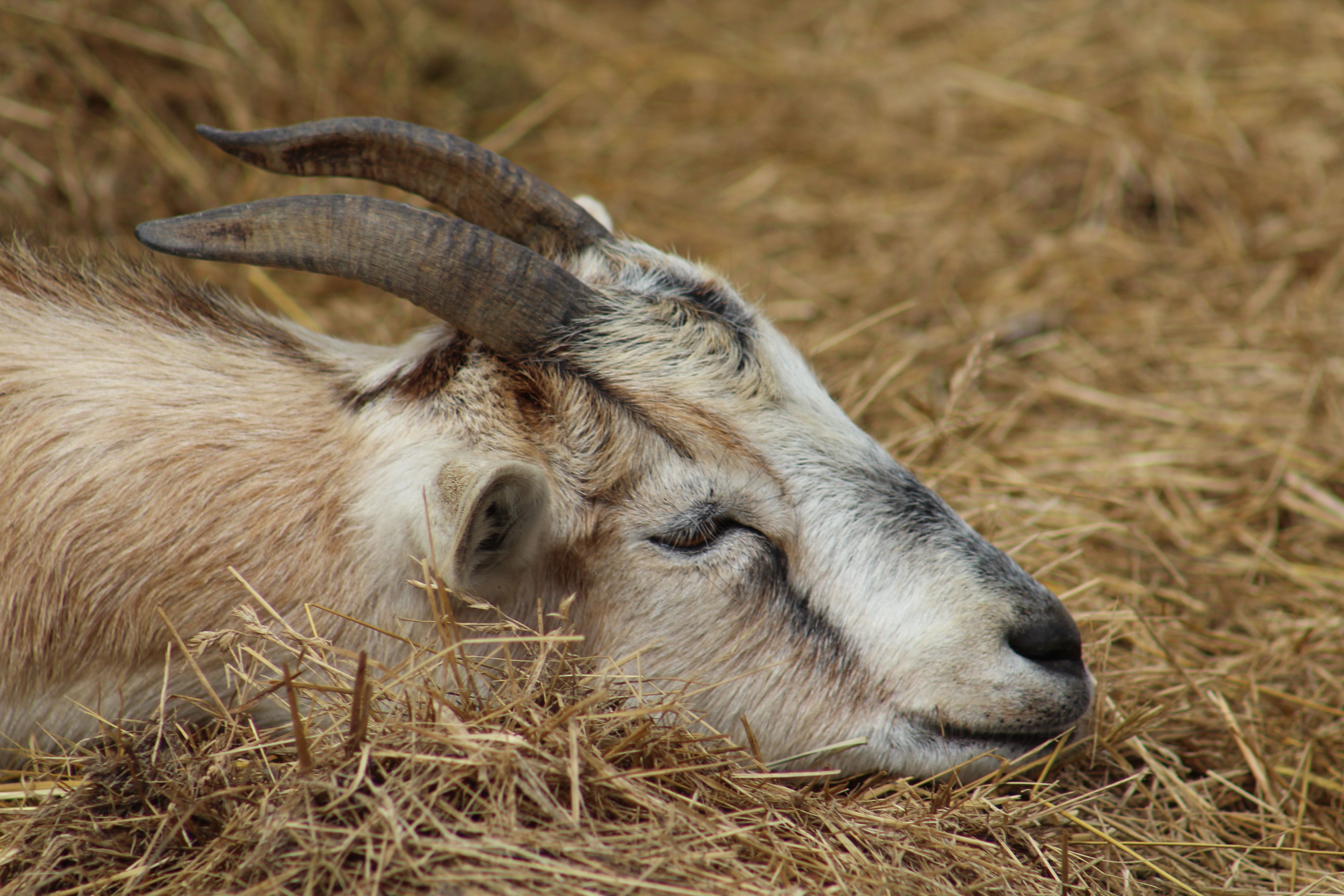 Serene Goat Resting on Hay in Rural Farm Setting · Free Stock Photo