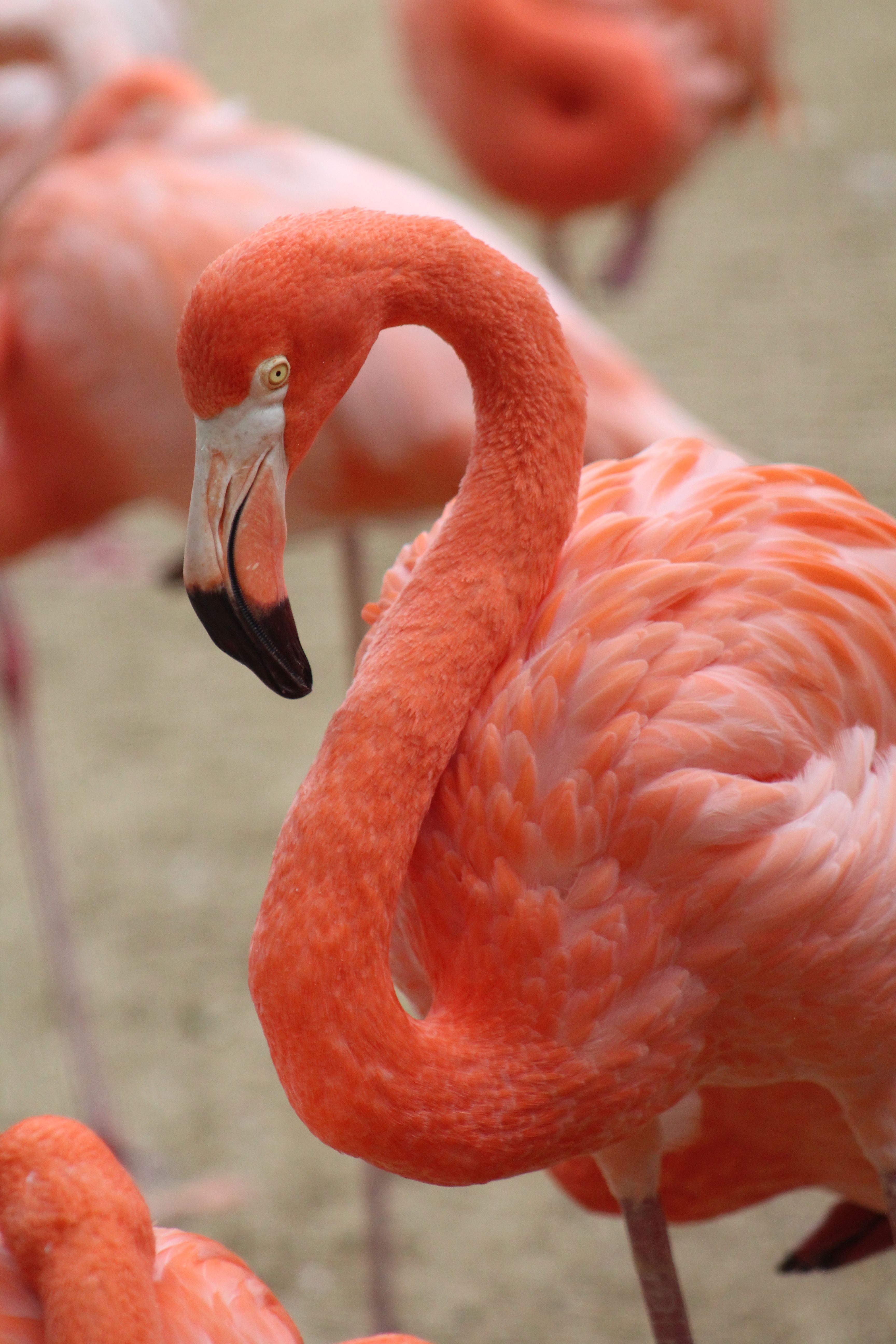 Red Flamingo · Free Stock Photo