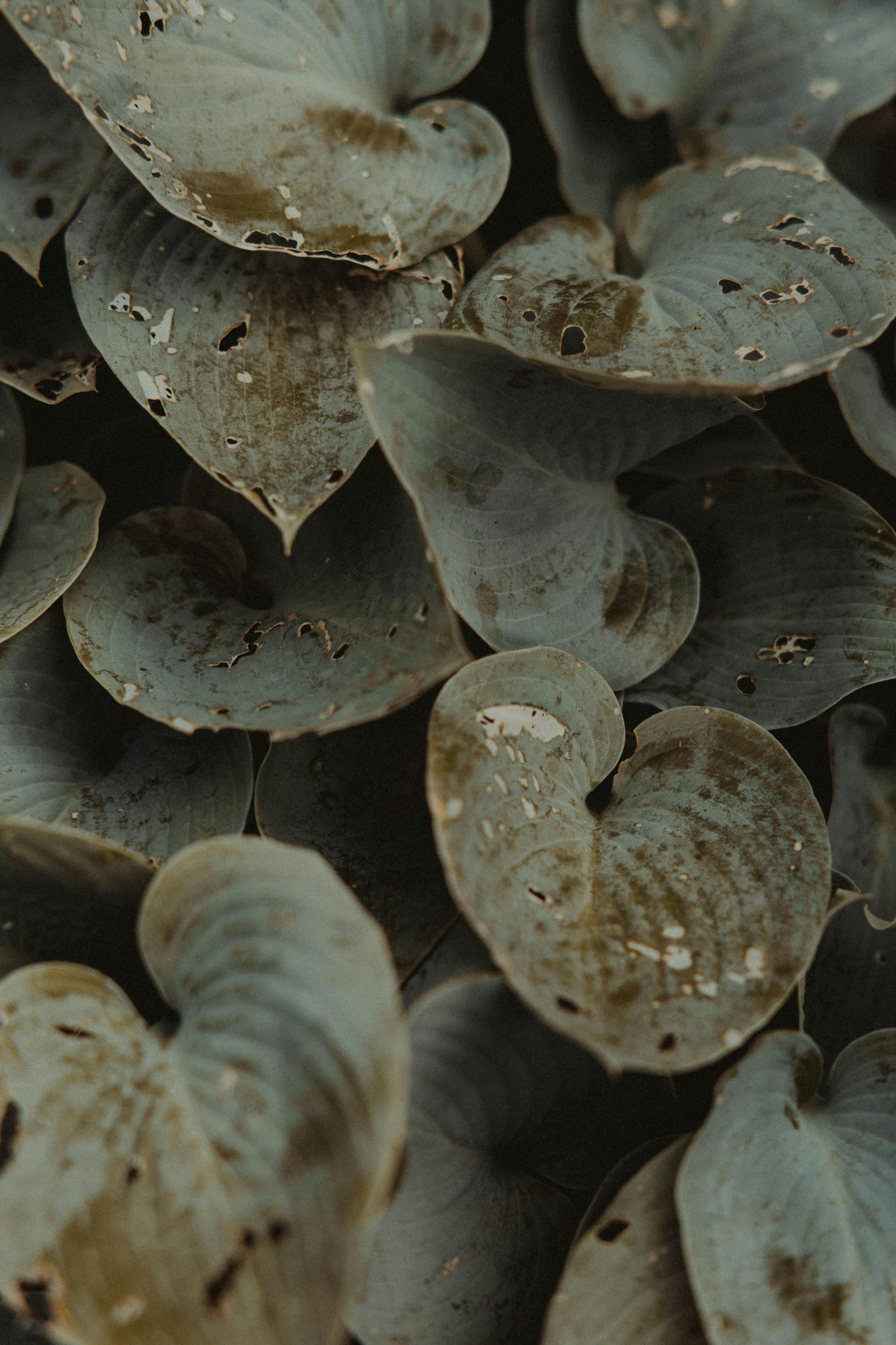 Texture of Withered Foliage in Natural Setting · Free Stock Photo