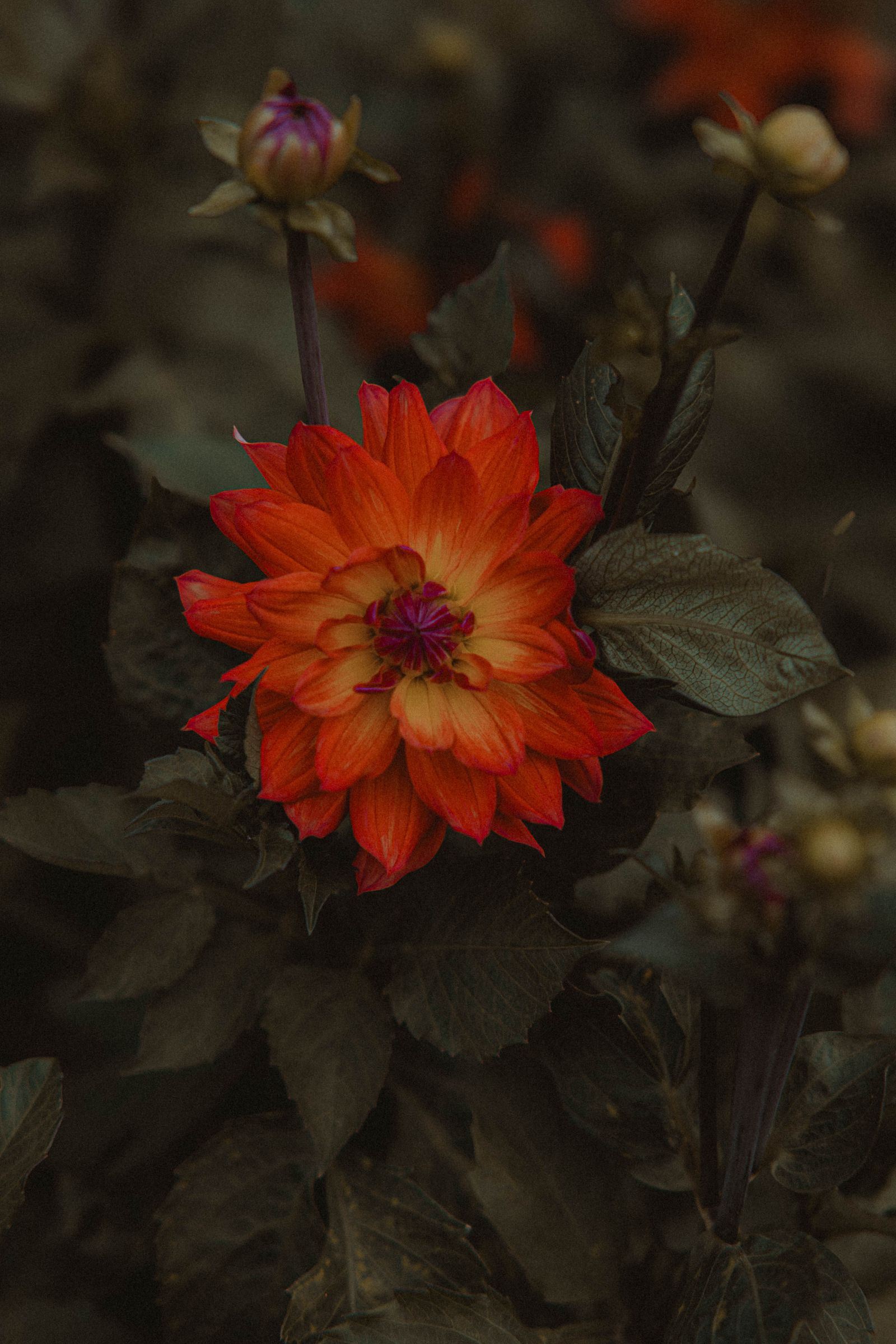 Flower Aesthetics Photos, Download The BEST Free Flower Aesthetics ...
