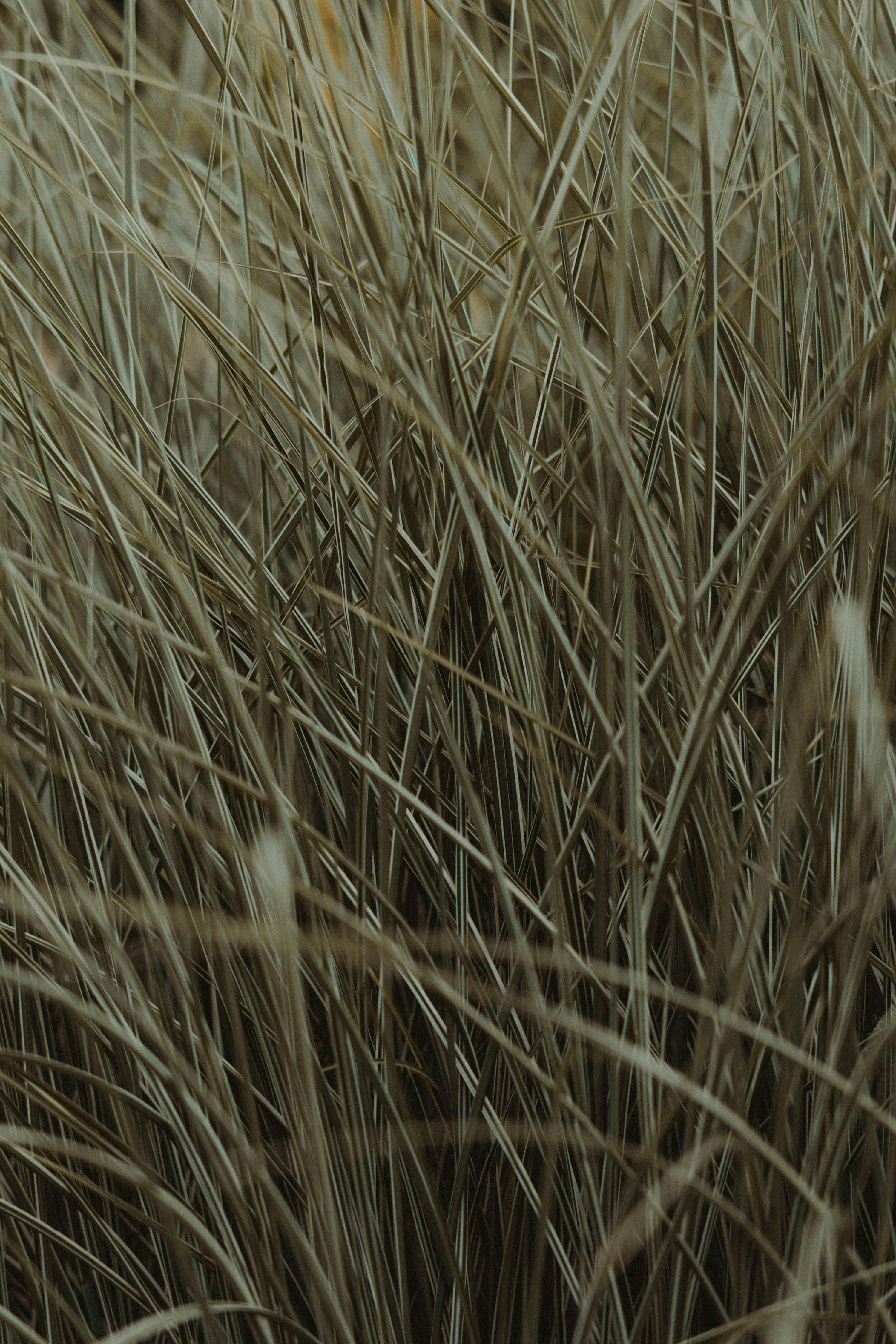 Close-Up of Dry Grass Stems in Nature · Free Stock Photo