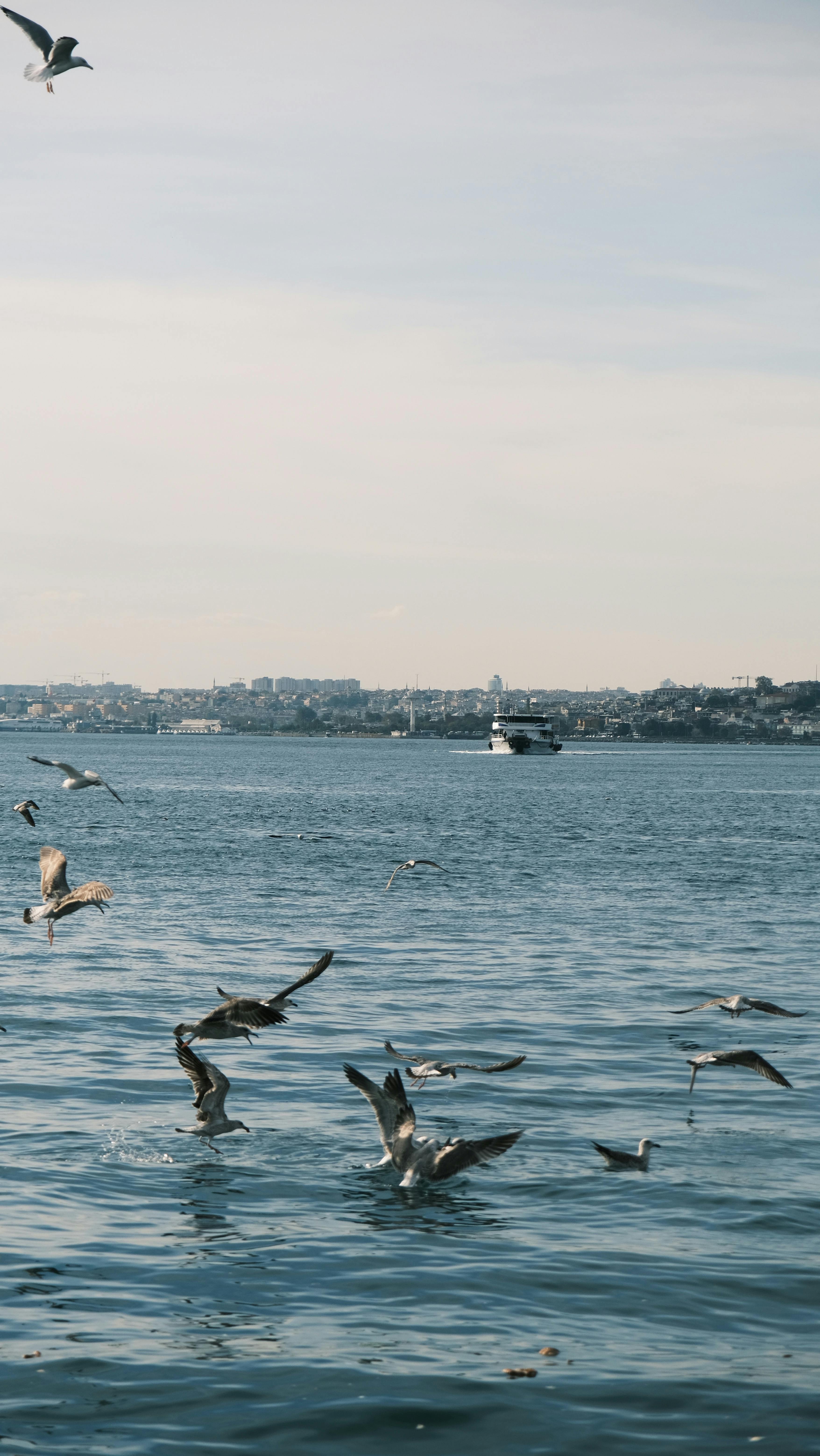 Seagulls Soaring Over Tranquil Coastal Waters · Free Stock Photo