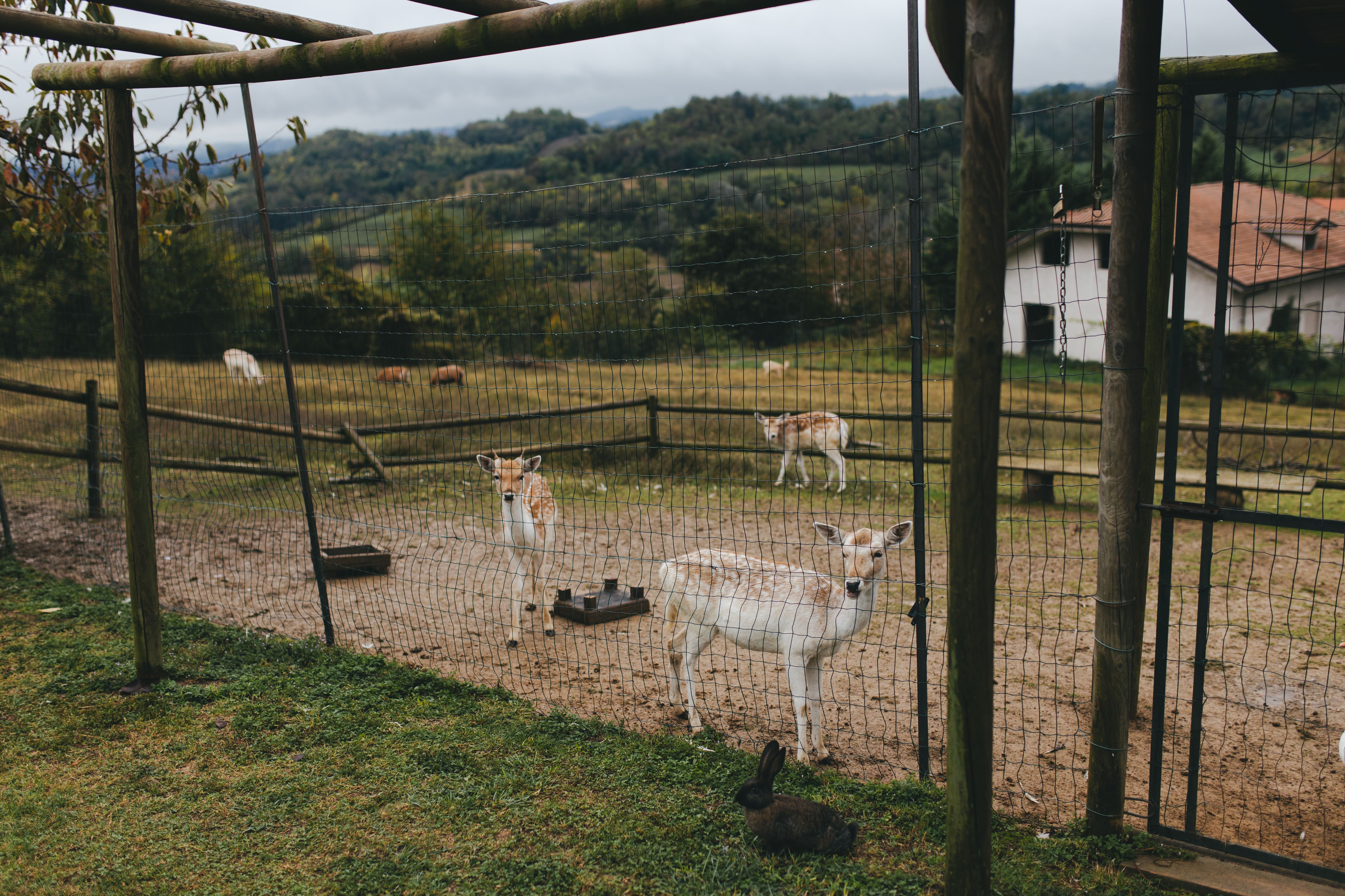Deer in Enclosure on a Scenic Countryside Farm · Free Stock Photo