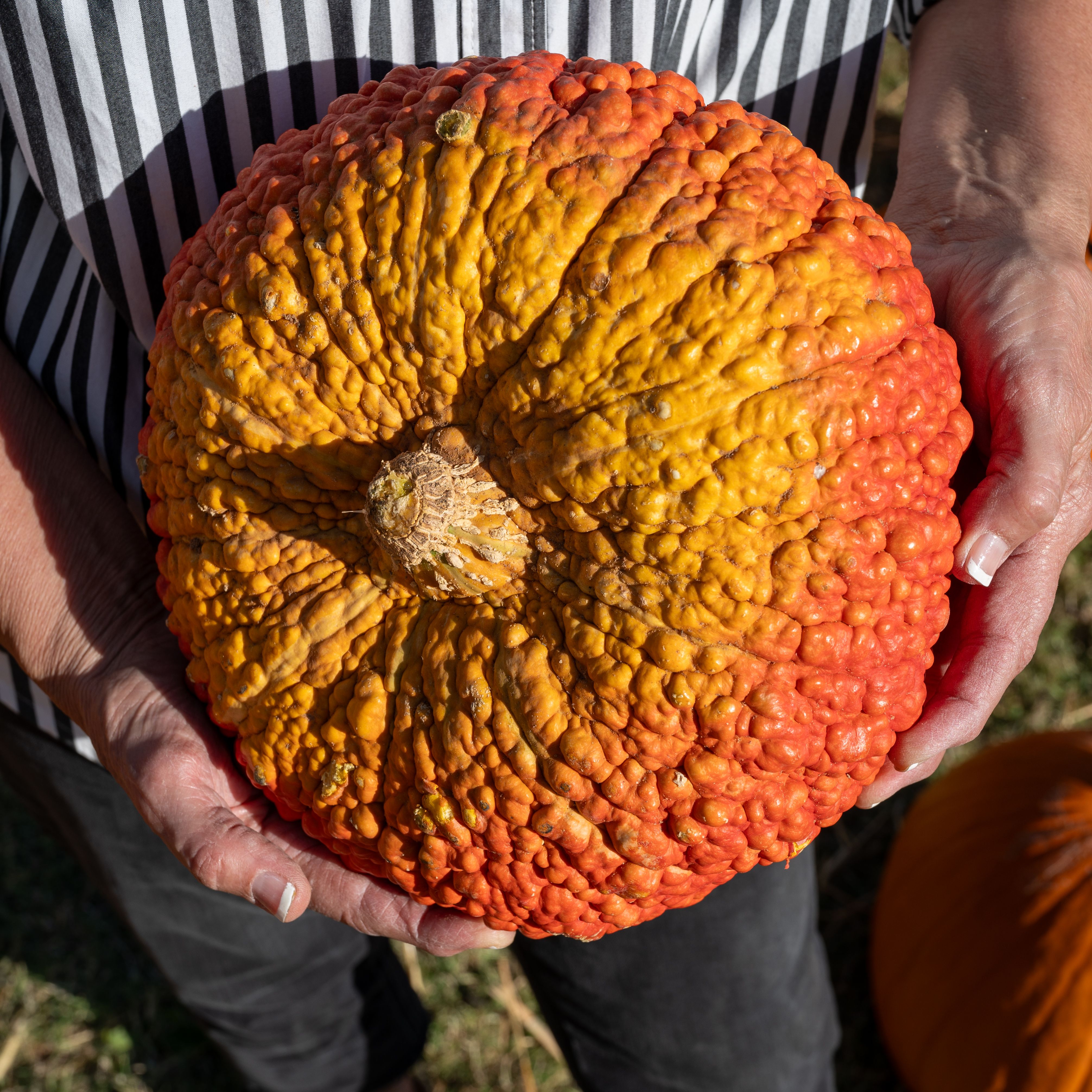 Vibrant Pumpkin Held in Adult Hands Outdoors · Free Stock Photo