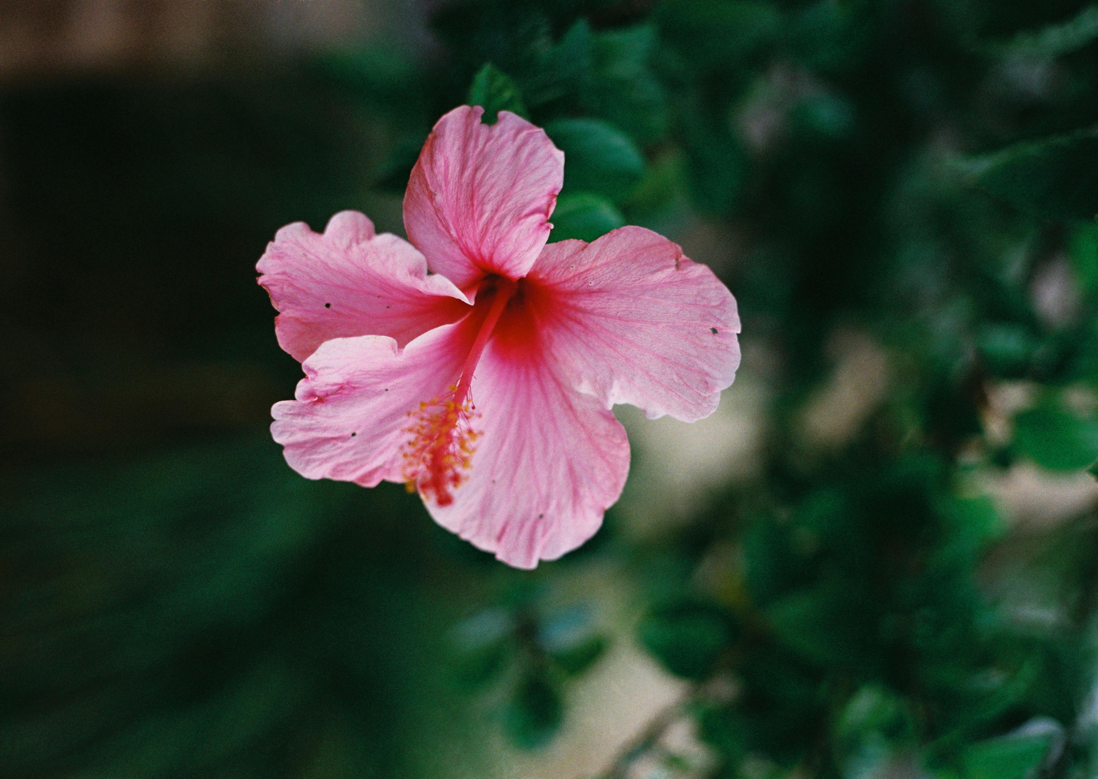 Ibiza Flower Photos, Download The BEST Free Ibiza Flower Stock Photos ...