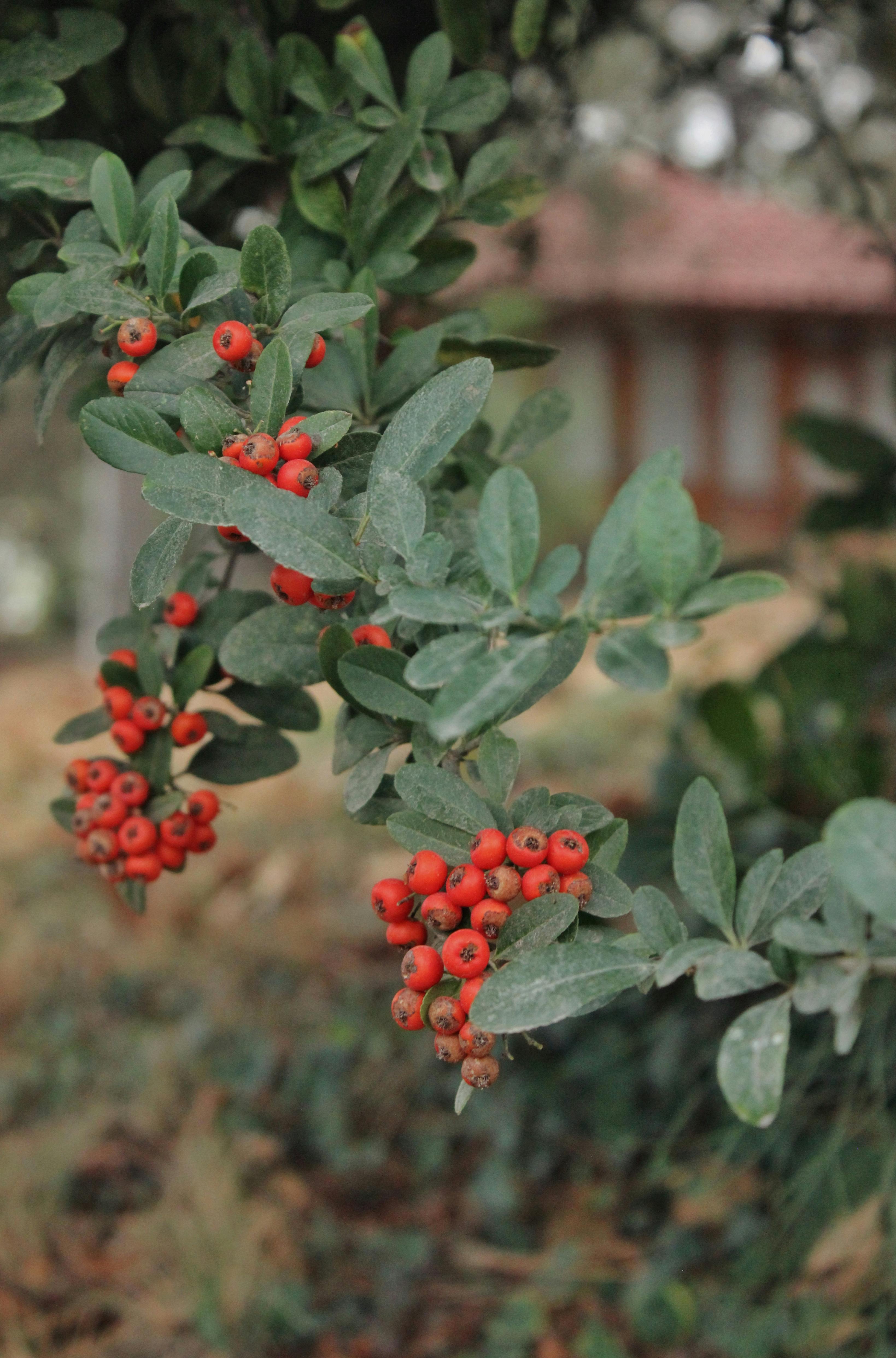 Close-up of Red Berry Clusters on Tree · Free Stock Photo