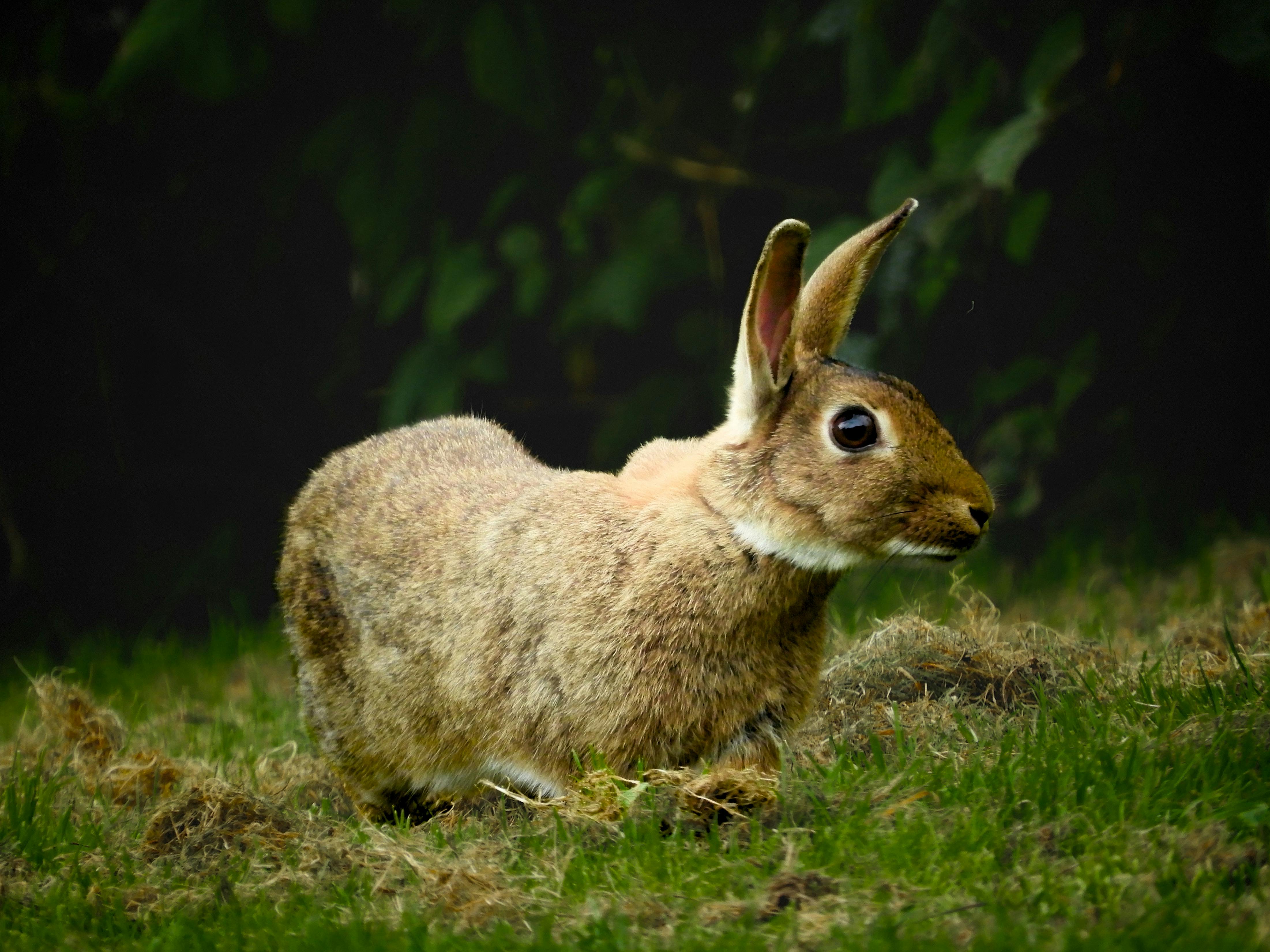 Wild Rabbit in England's Lush Landscape · Free Stock Photo