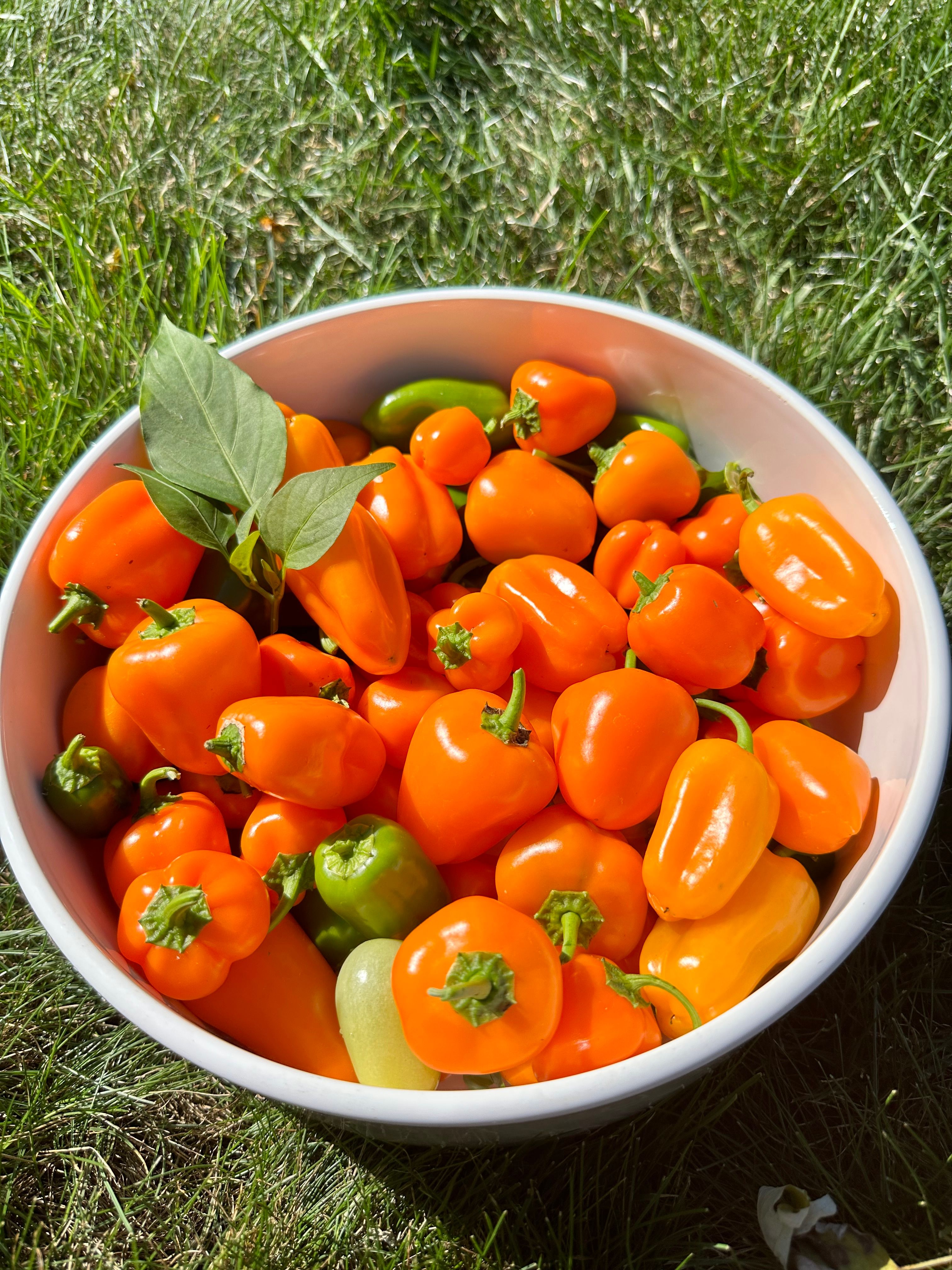 Vibrant Bowl of Freshly Harvested Peppers · Free Stock Photo