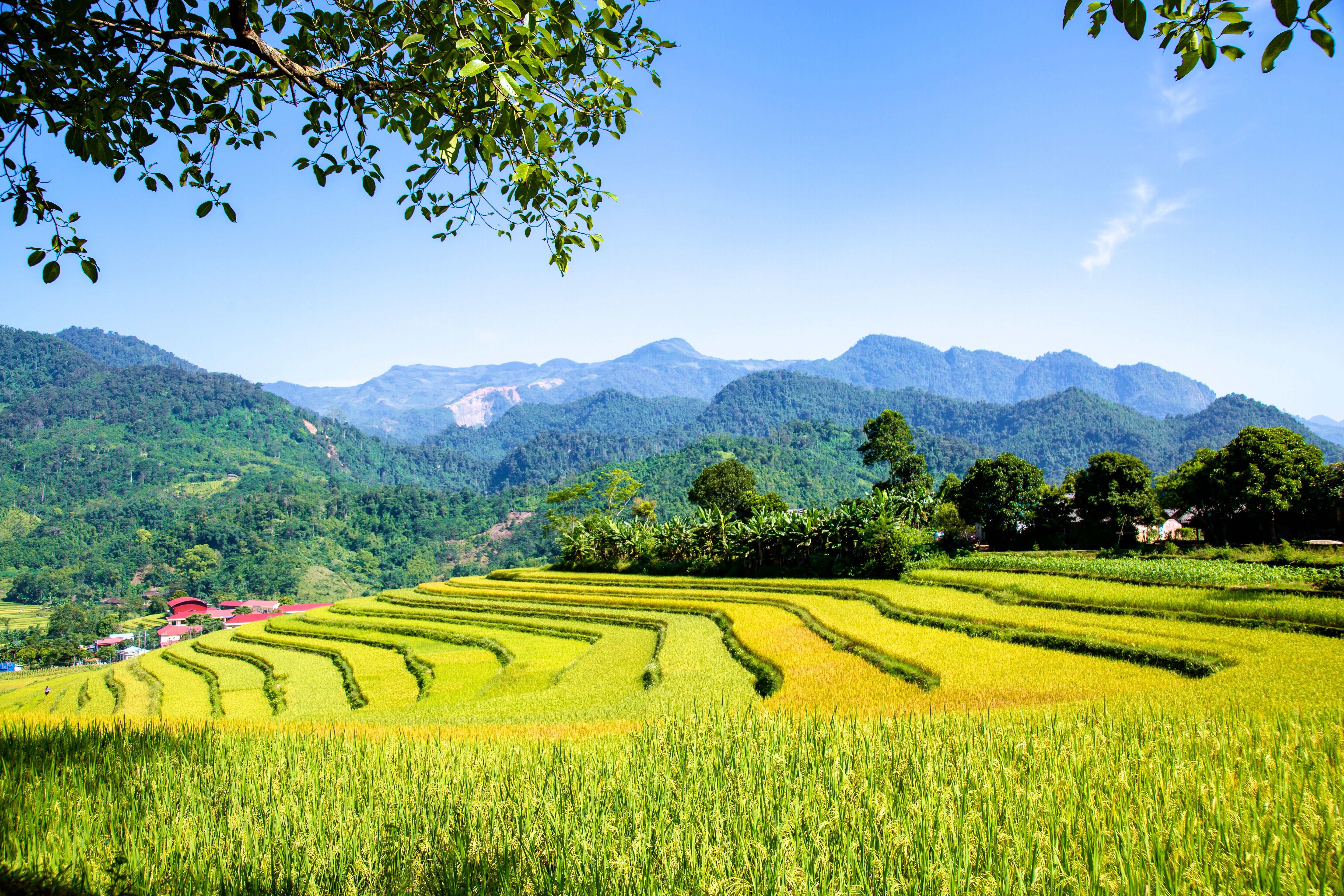 Scenic Terraced Rice Fields with Mountain Views · Free Stock Photo
