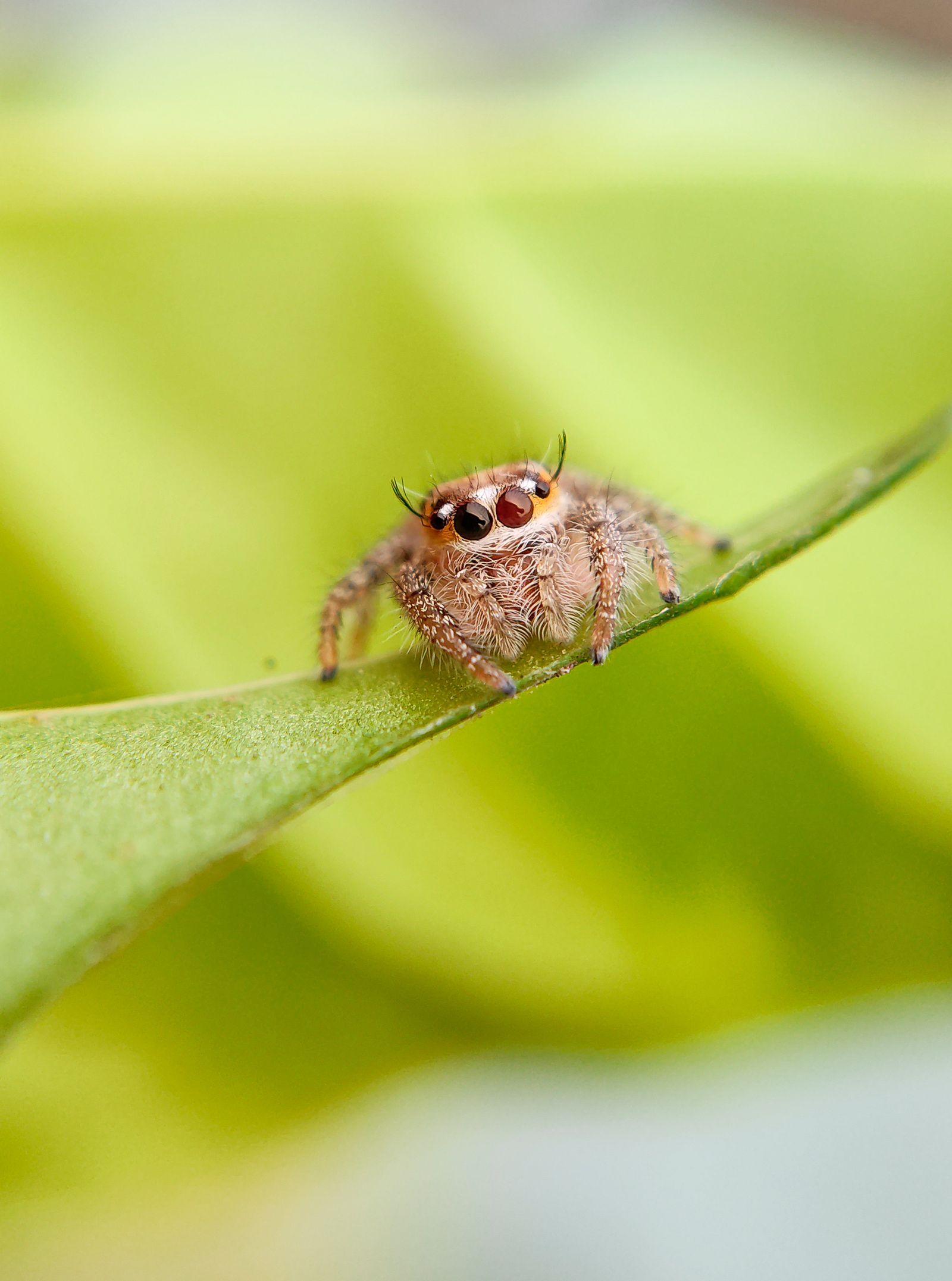 Senpai Spider Photos, Download The BEST Free Senpai Spider Stock Photos ...