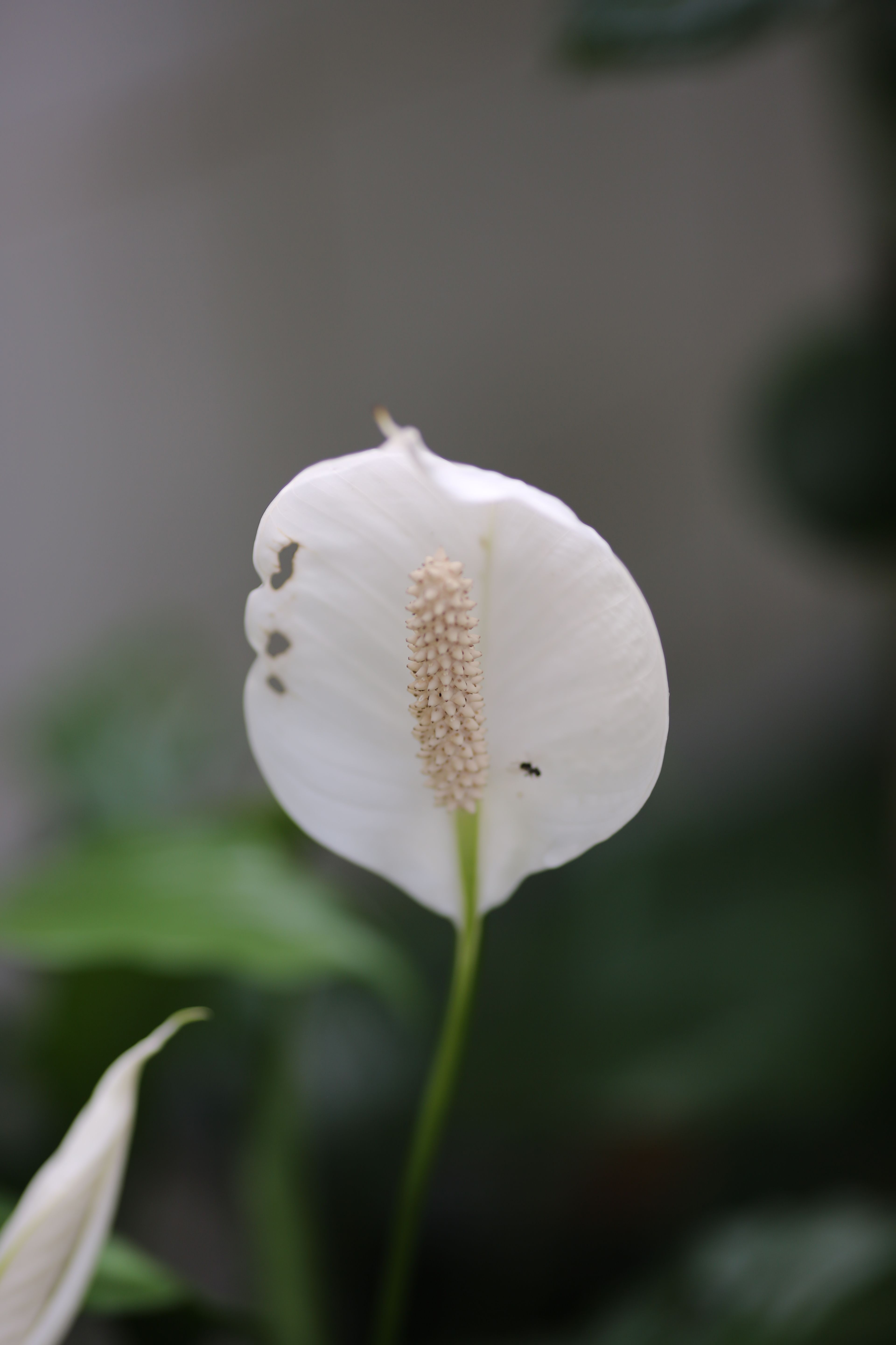 Close-up of White Peace Lily Flower Petal · Free Stock Photo