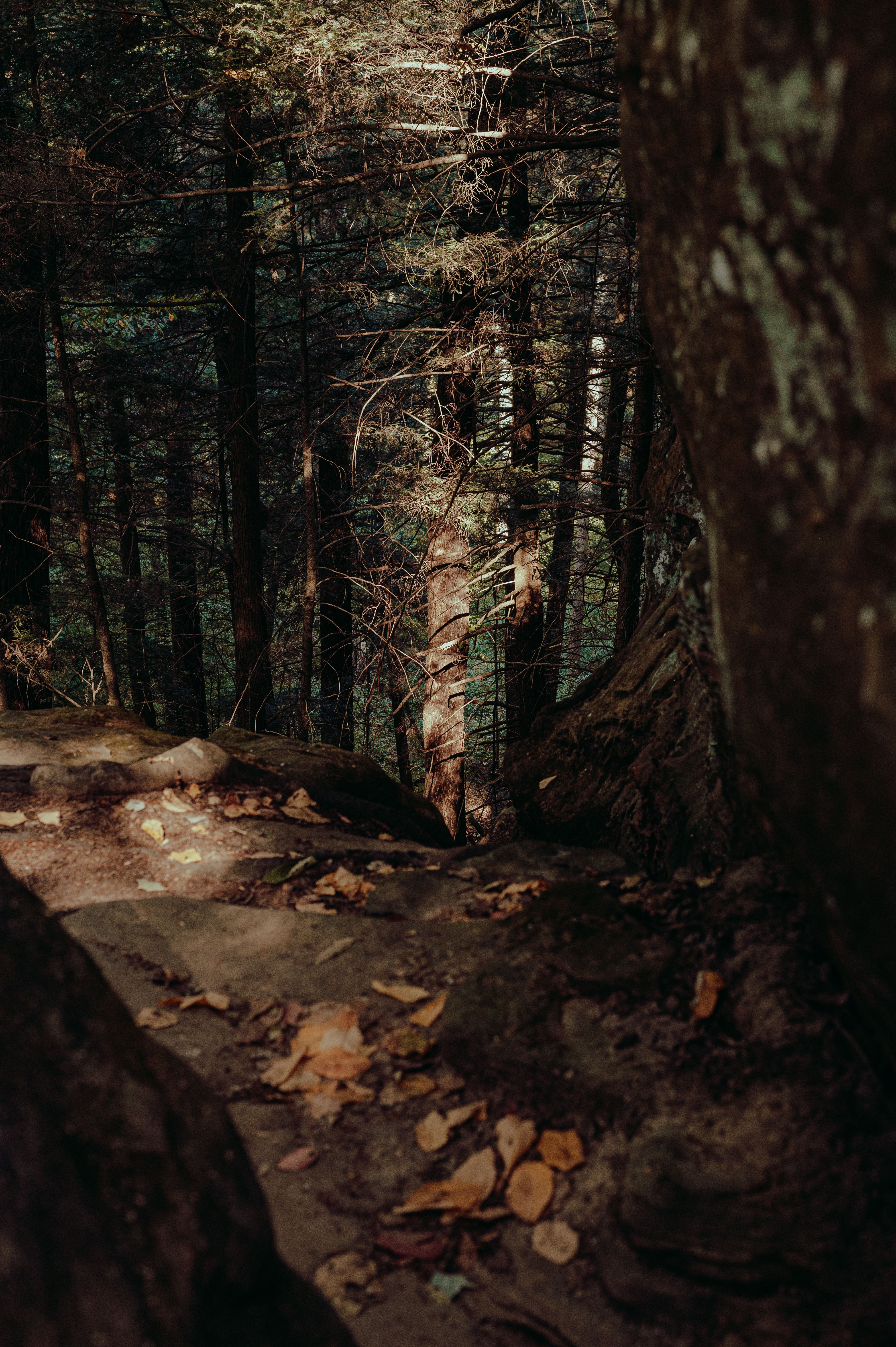 Rustic Forest Path Surrounded by Tall Trees · Free Stock Photo