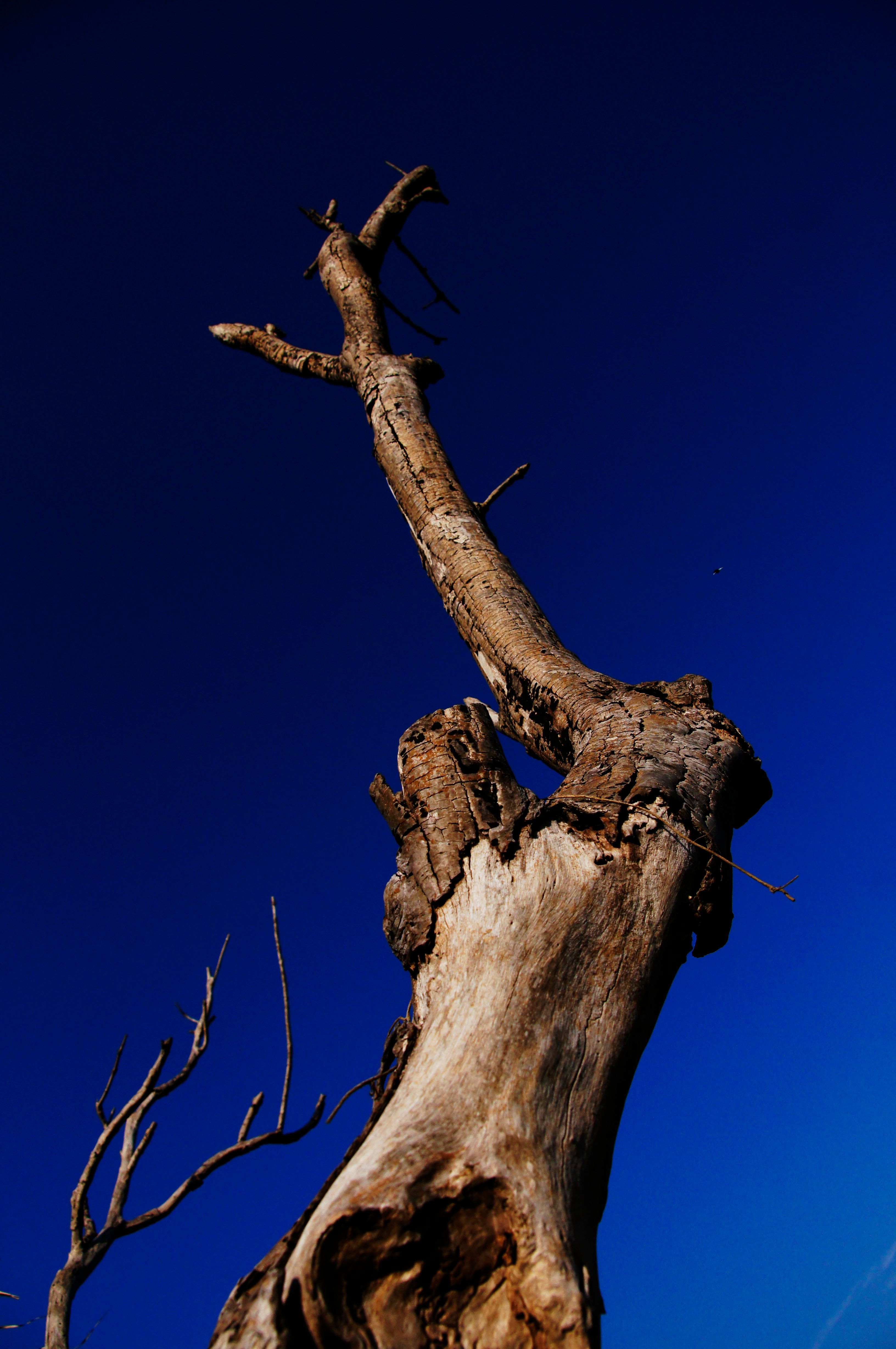 Foto De Silueta De árbol Marchito · Foto de stock gratuita