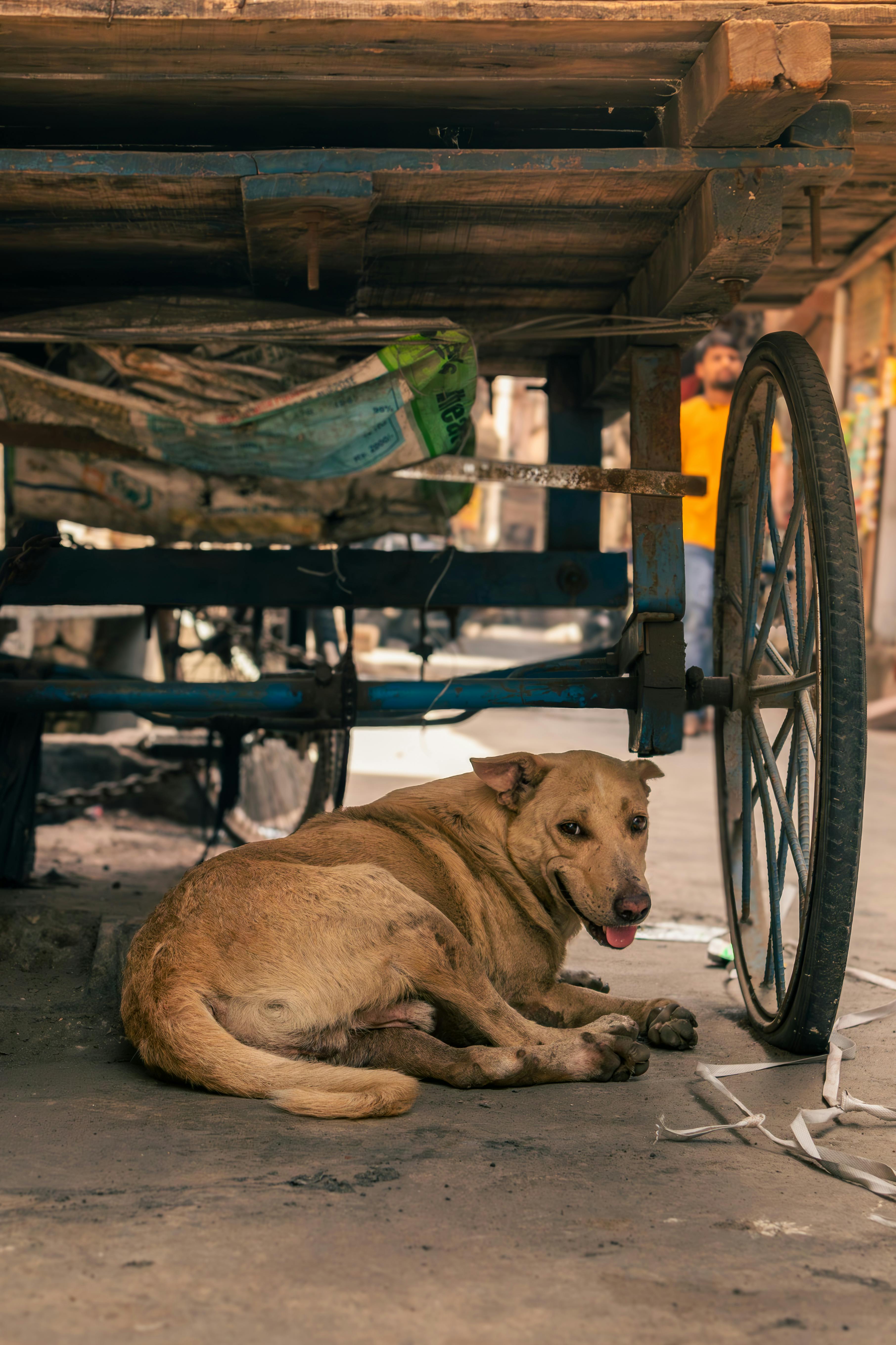 Stray Dog Resting Under Rickshaw in Indian Street · Free Stock Photo