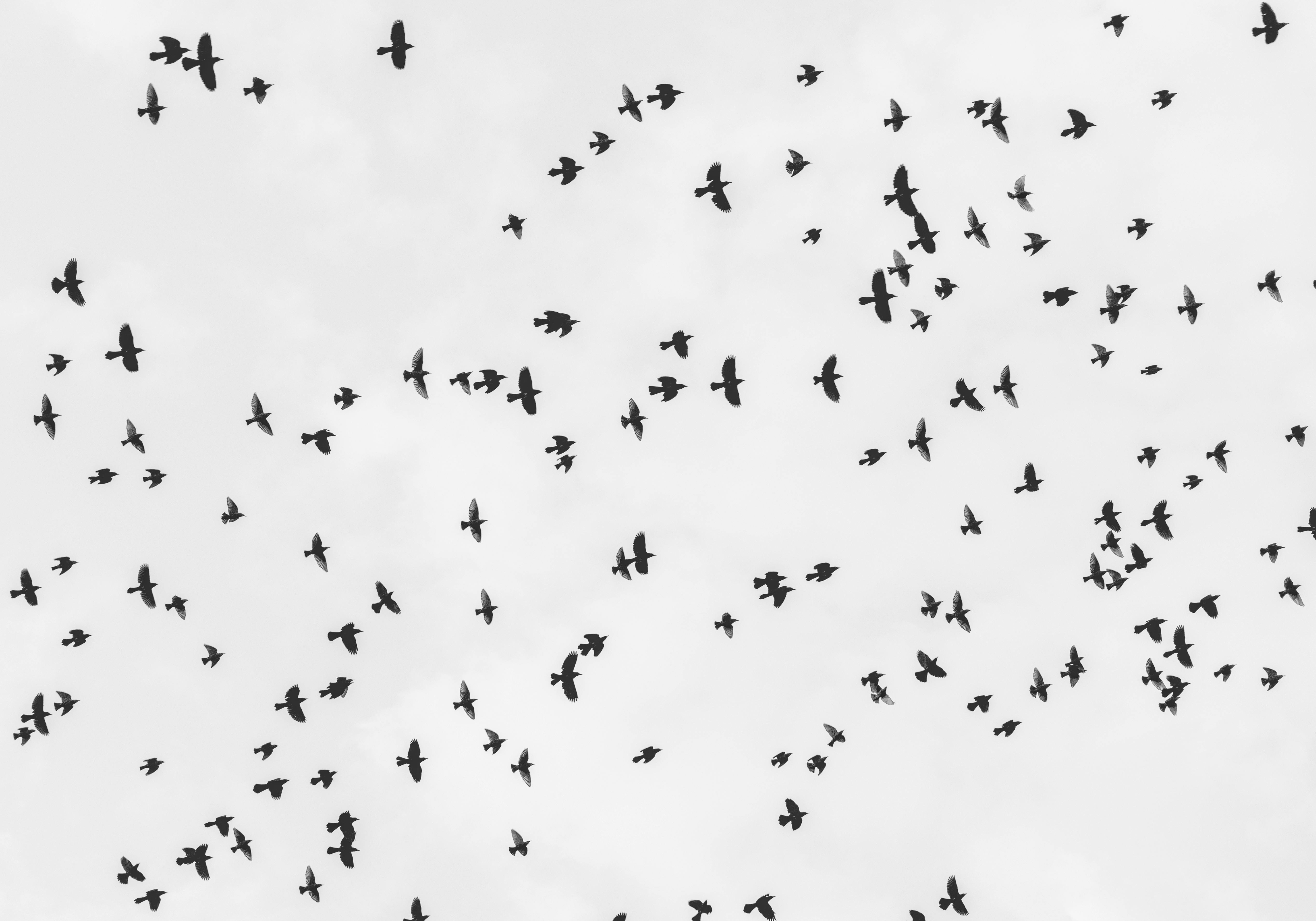 Flock of Birds in Flight Against Cloudy Sky · Free Stock Photo