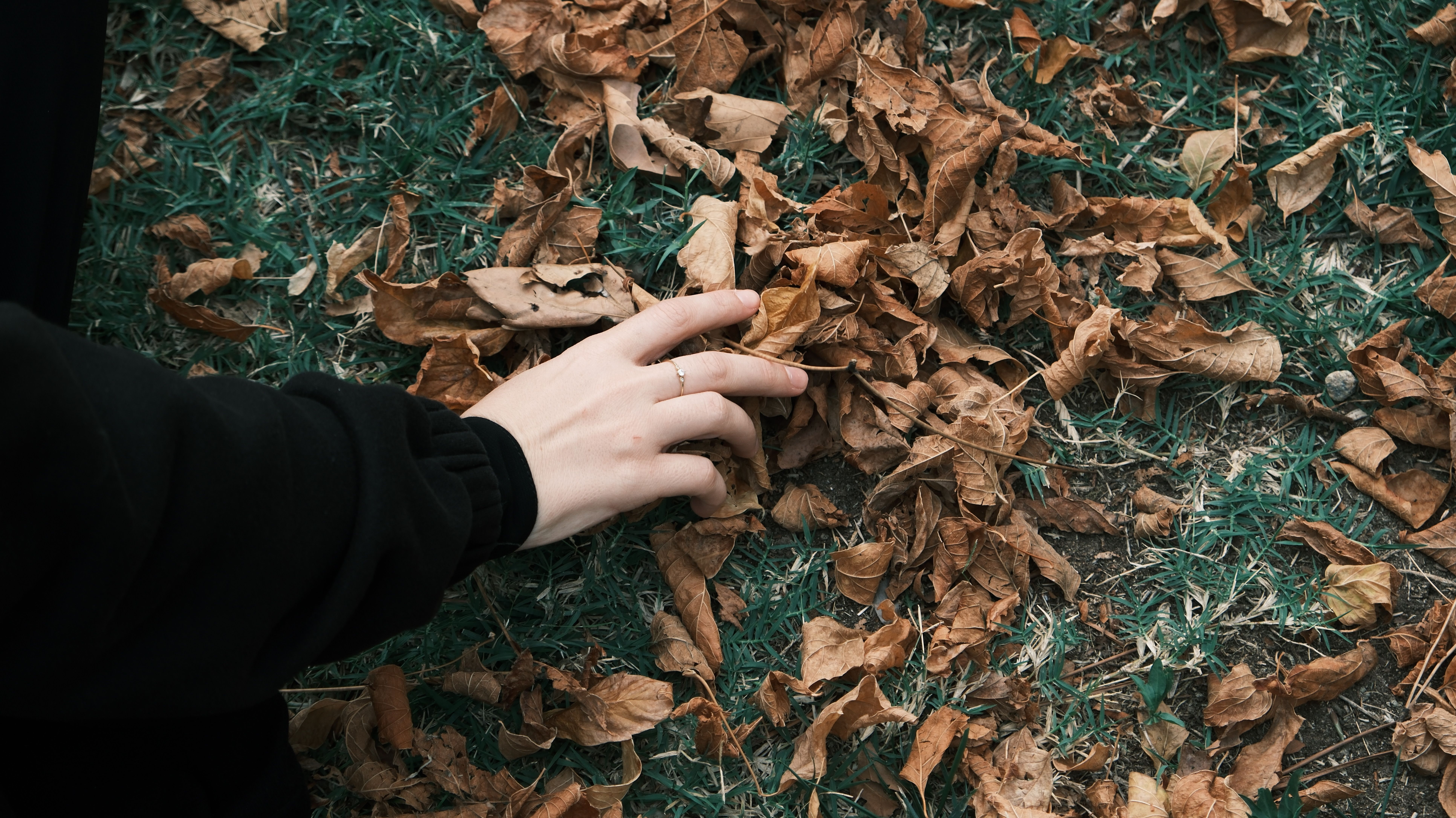 Hand Reaching for Fallen Autumn Leaves Outdoors · Free Stock Photo