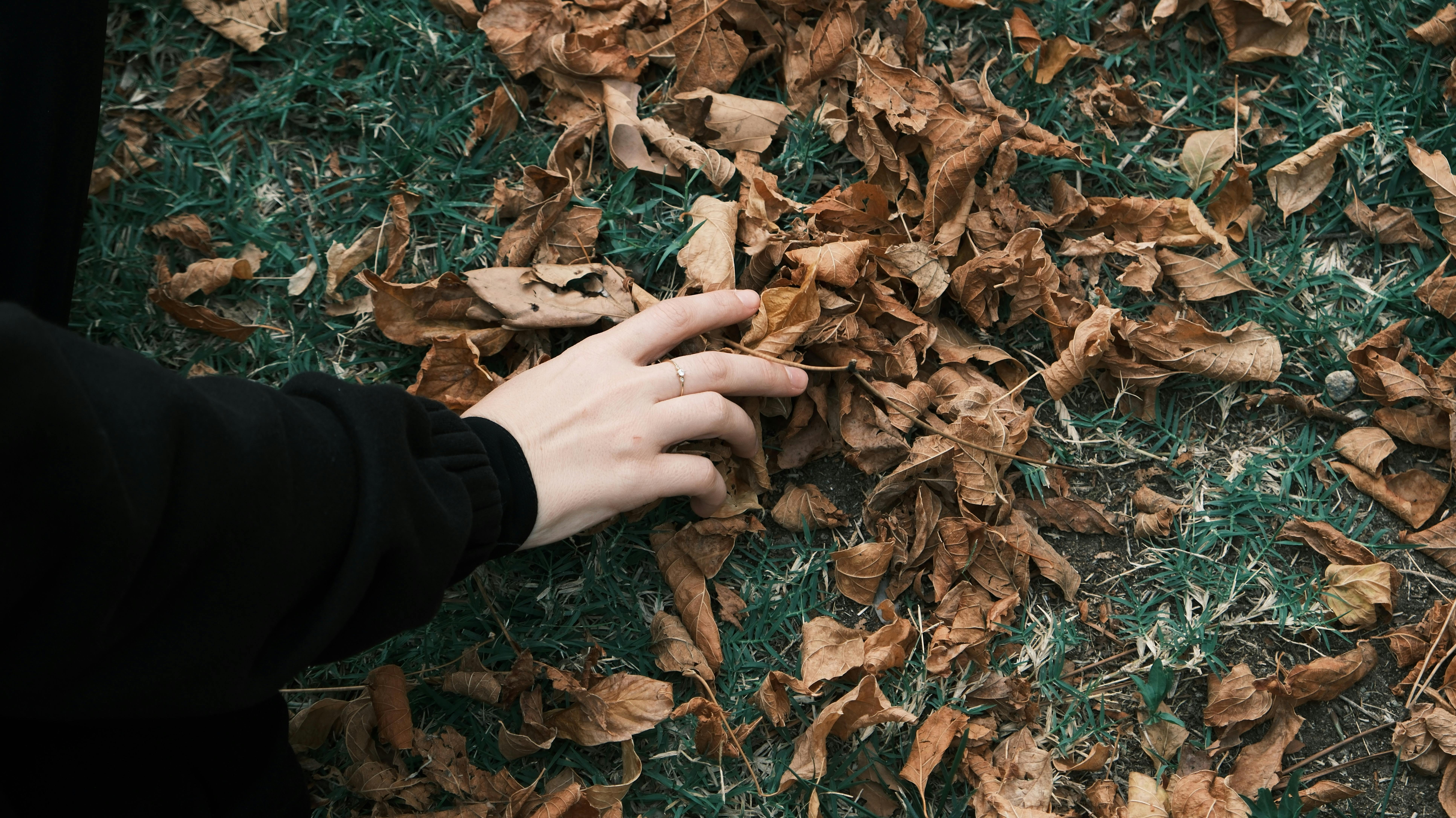 Flowery Grass Texture Photos, Download The BEST Free Flowery Grass ...