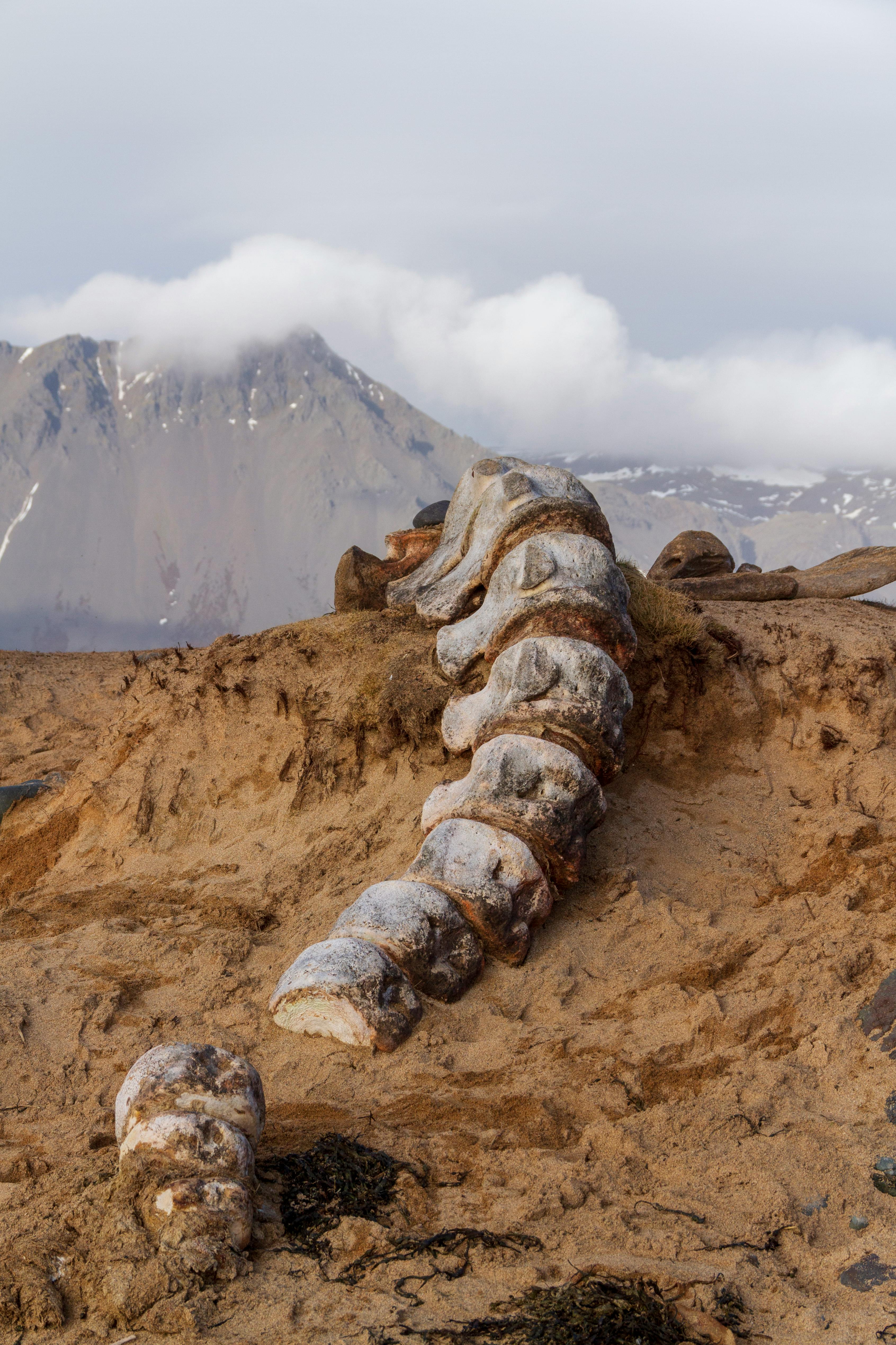 Fossilized Whale Bones in Iceland Mountains · Free Stock Photo