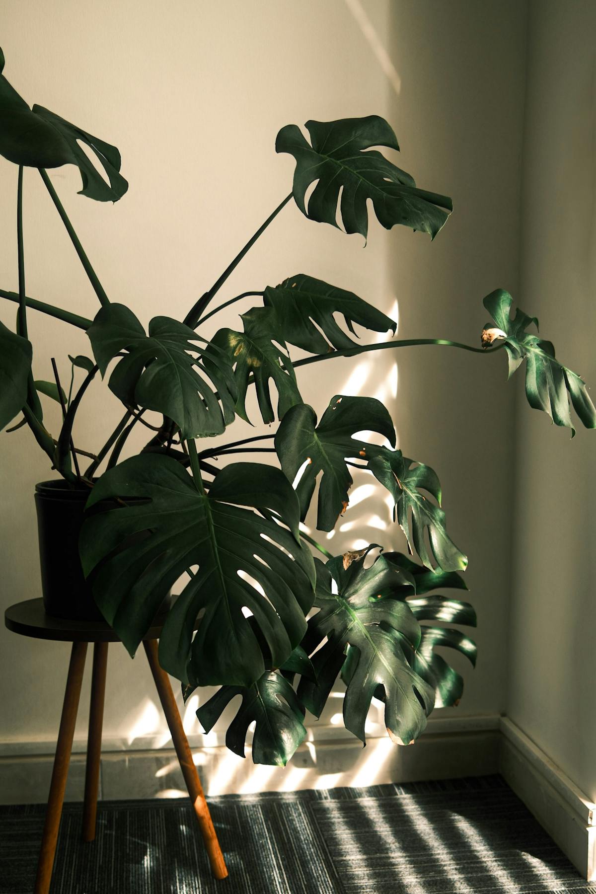 Ppt Corner Photos, Download The BEST Free Ppt Corner Stock Photos & HD ...