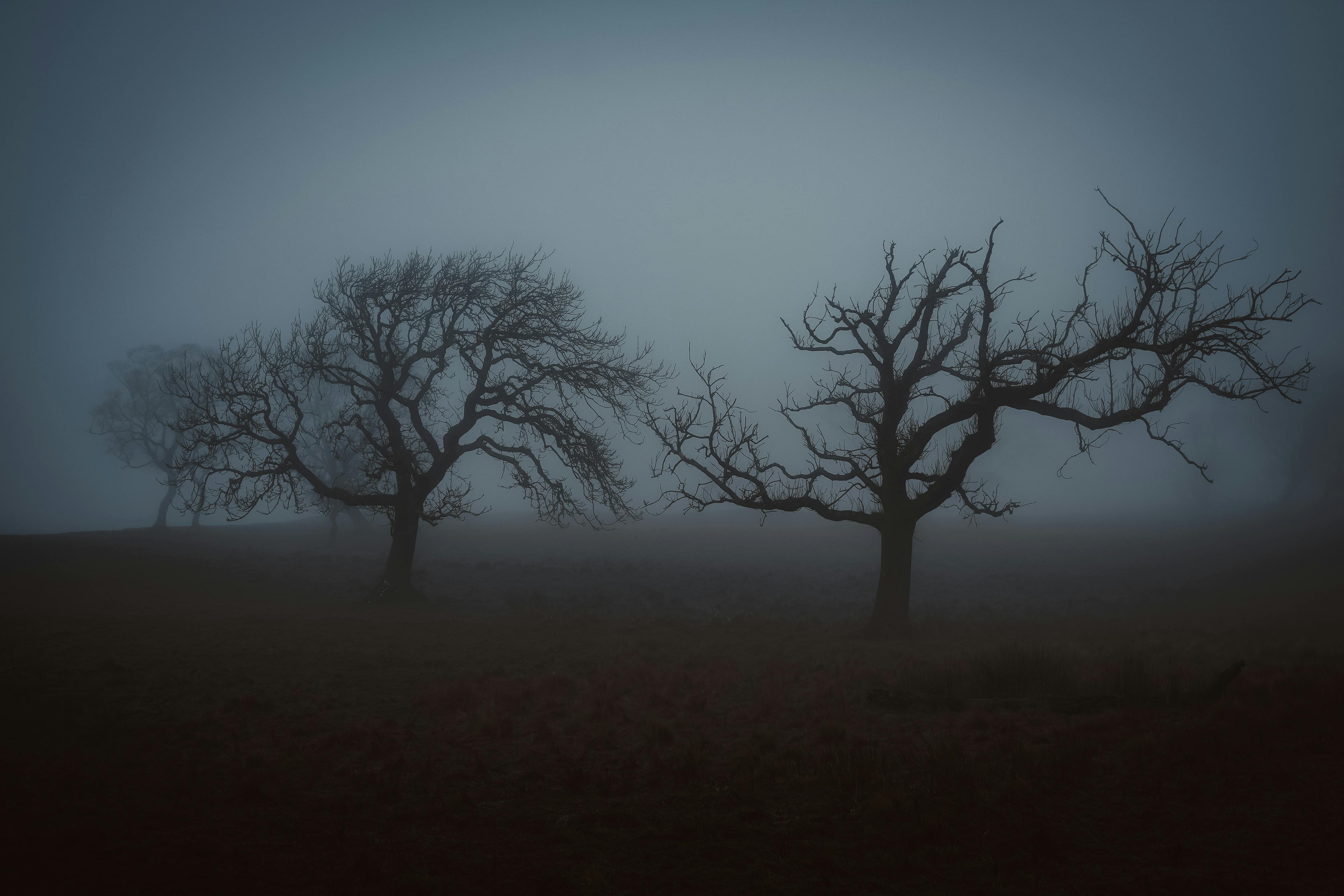 Misty Trees in Foggy English Countryside · Free Stock Photo