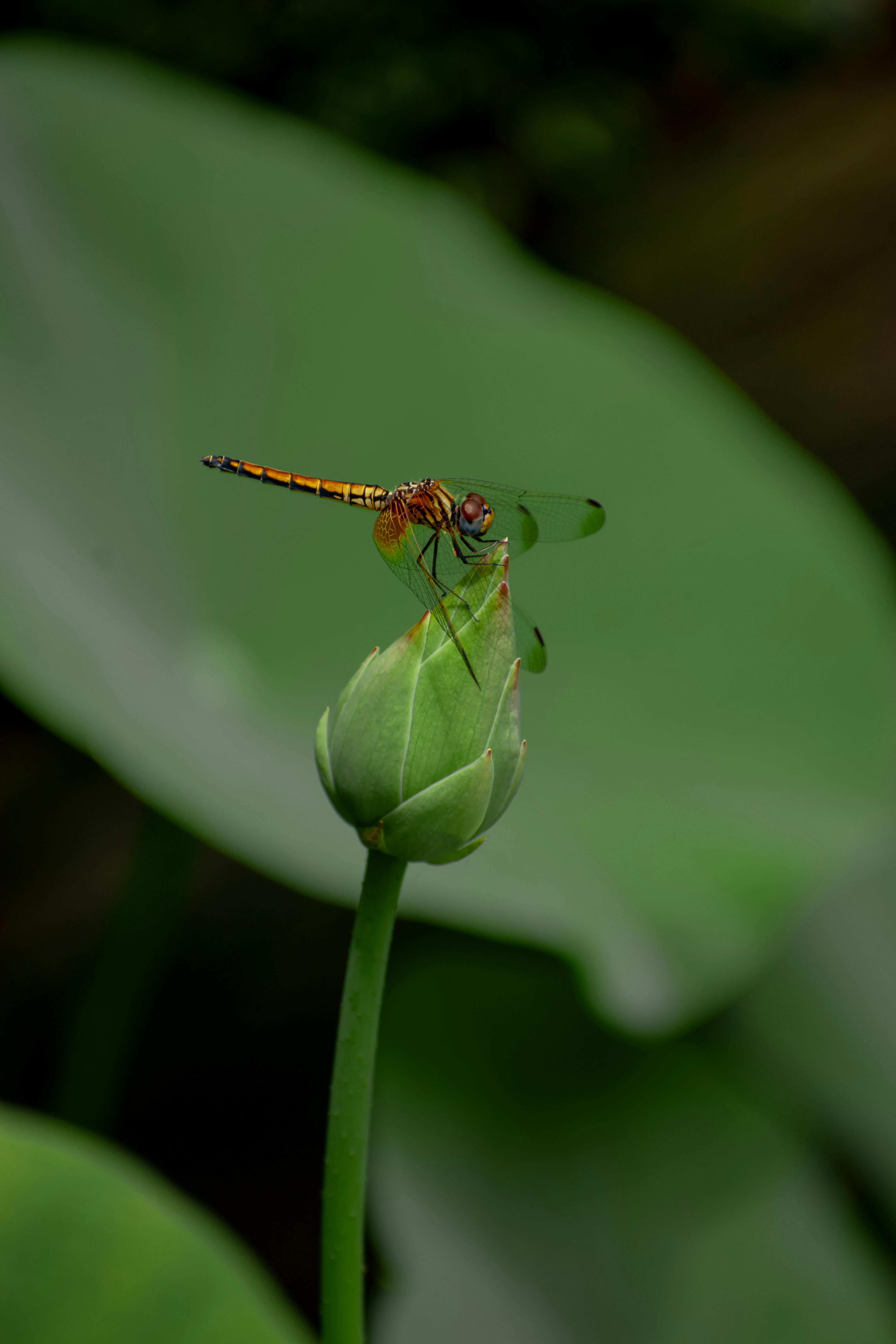 Dragonfly Resting on Lotus Bud in Kerala · Free Stock Photo