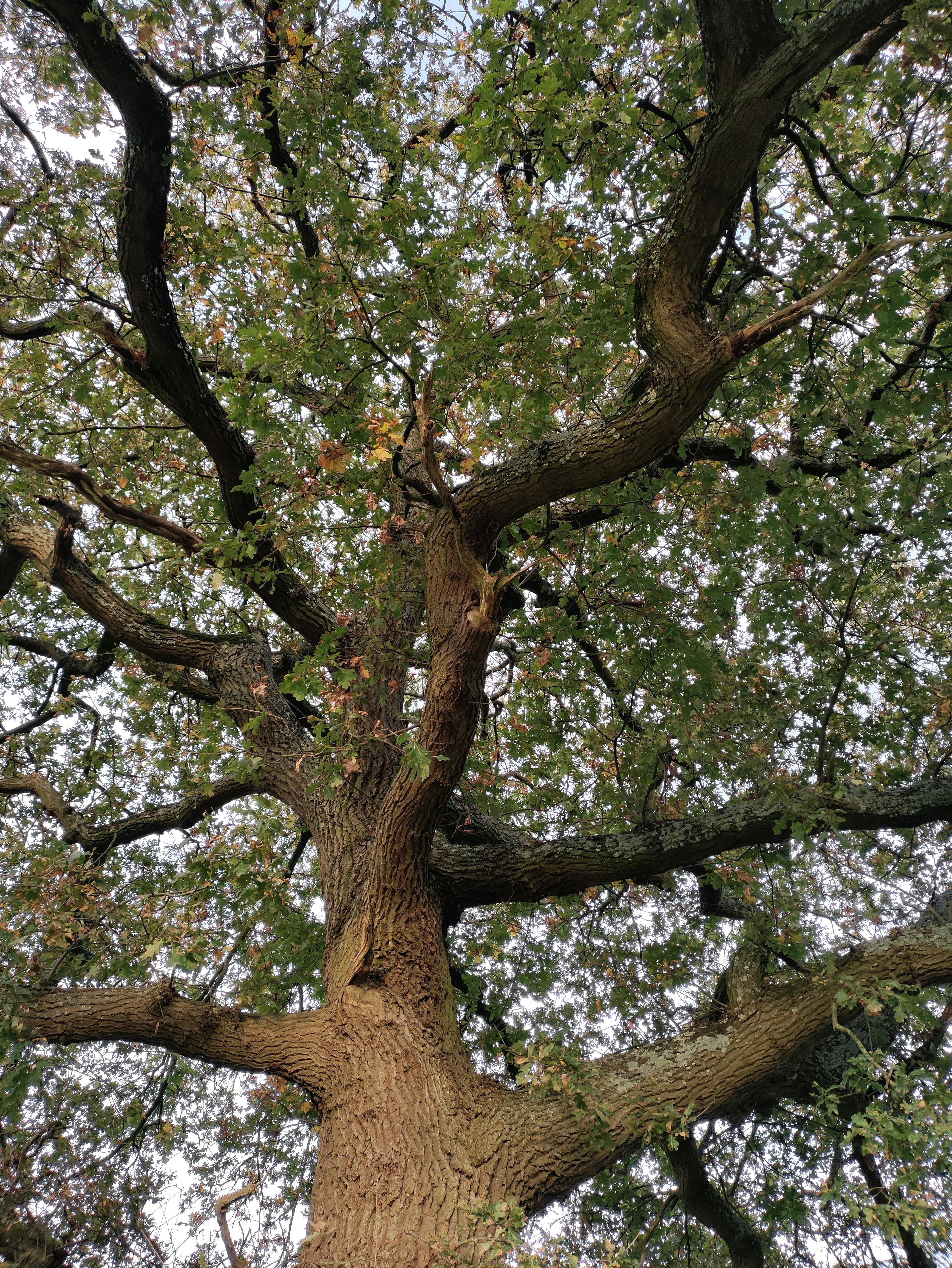Tall Canopy Photos, Download The BEST Free Tall Canopy Stock Photos ...