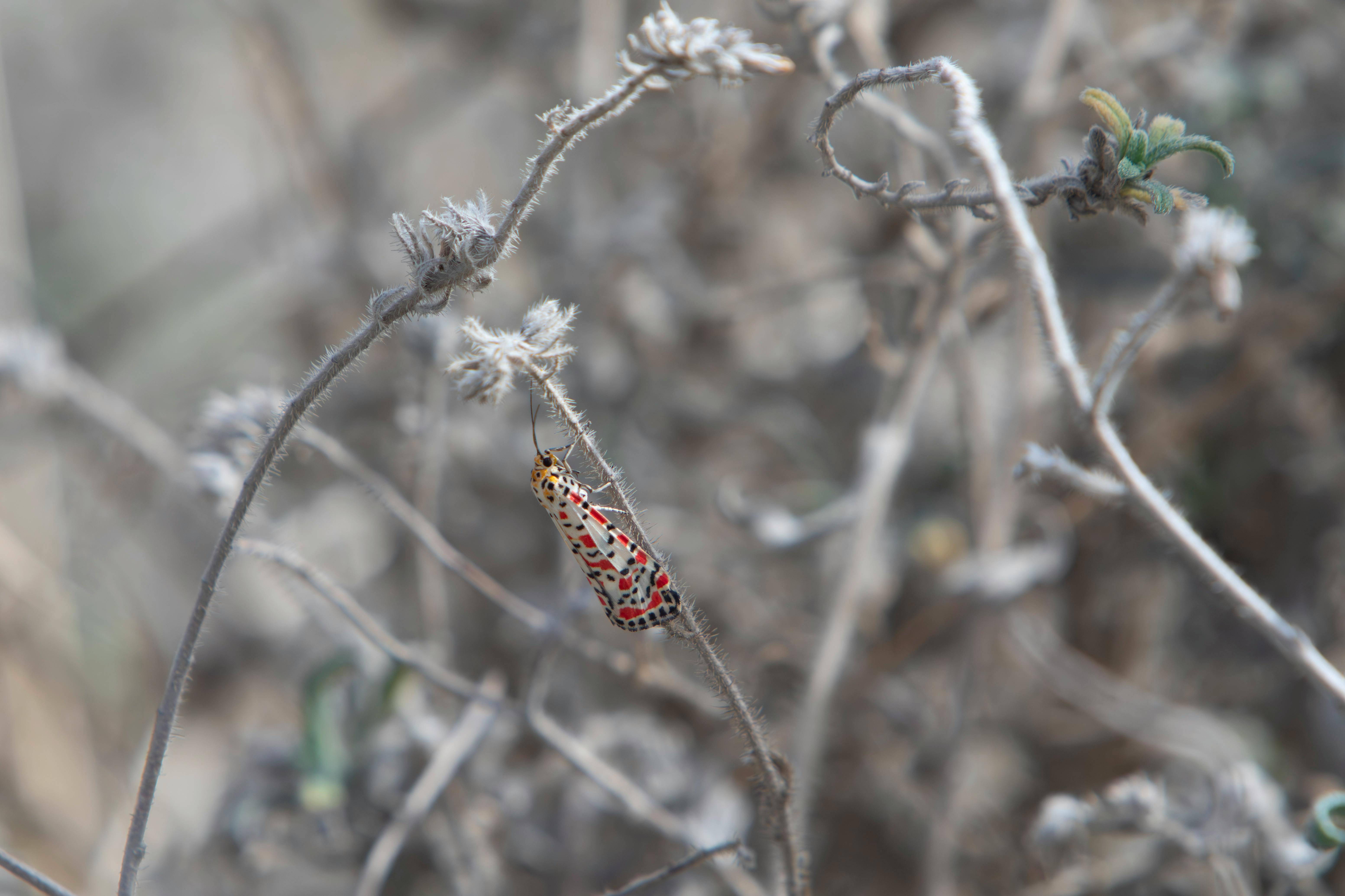 Close-Up of Rattlebox Moth on Dry Plant · Free Stock Photo